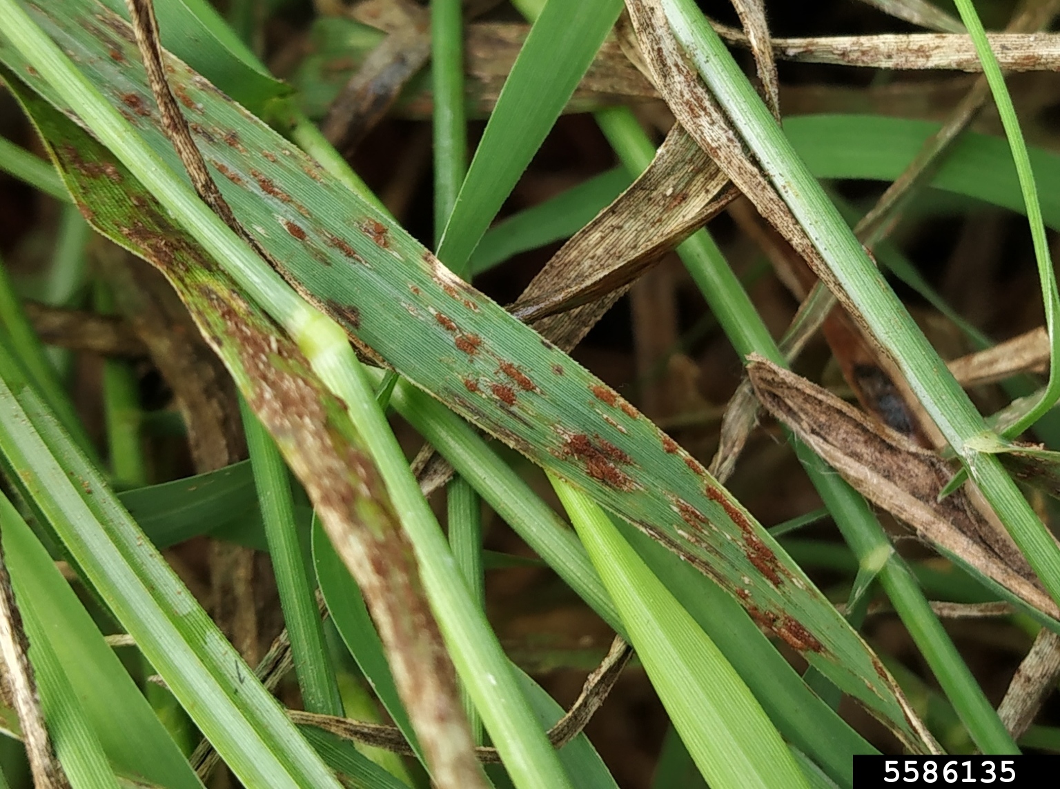 wheat stem rust (Puccinia graminis Pers.)