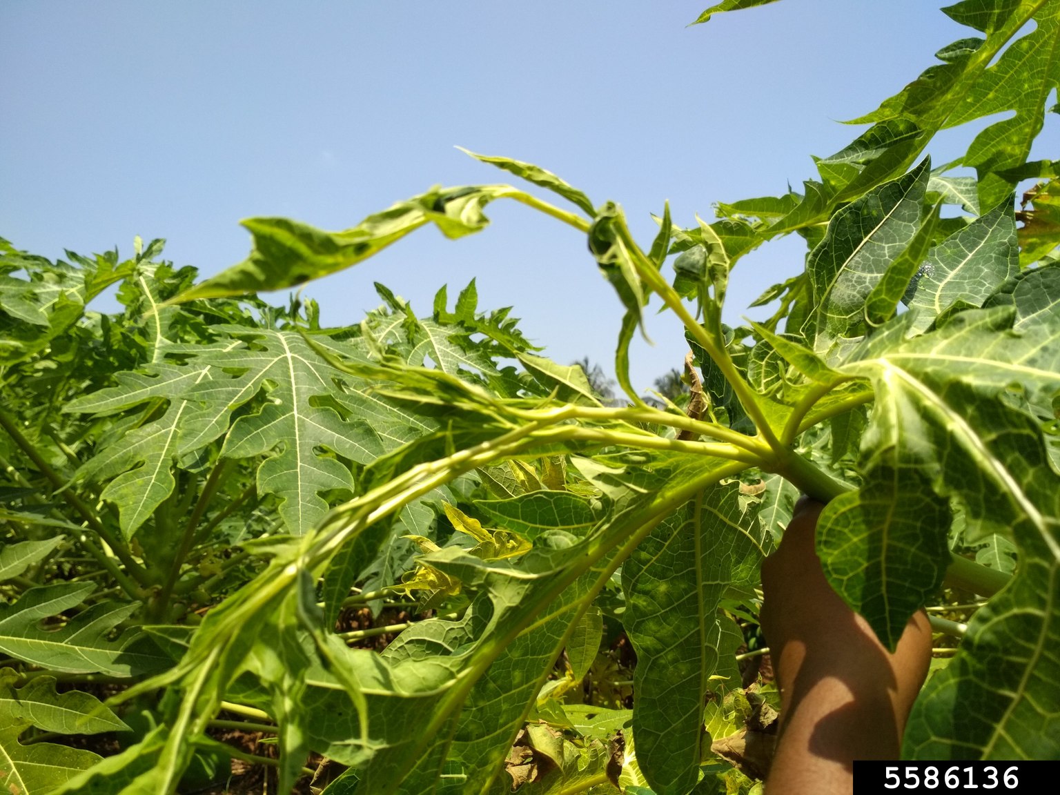 Papaya Ringspot Virus (PRSV) (Potyvirus papayanuli)
