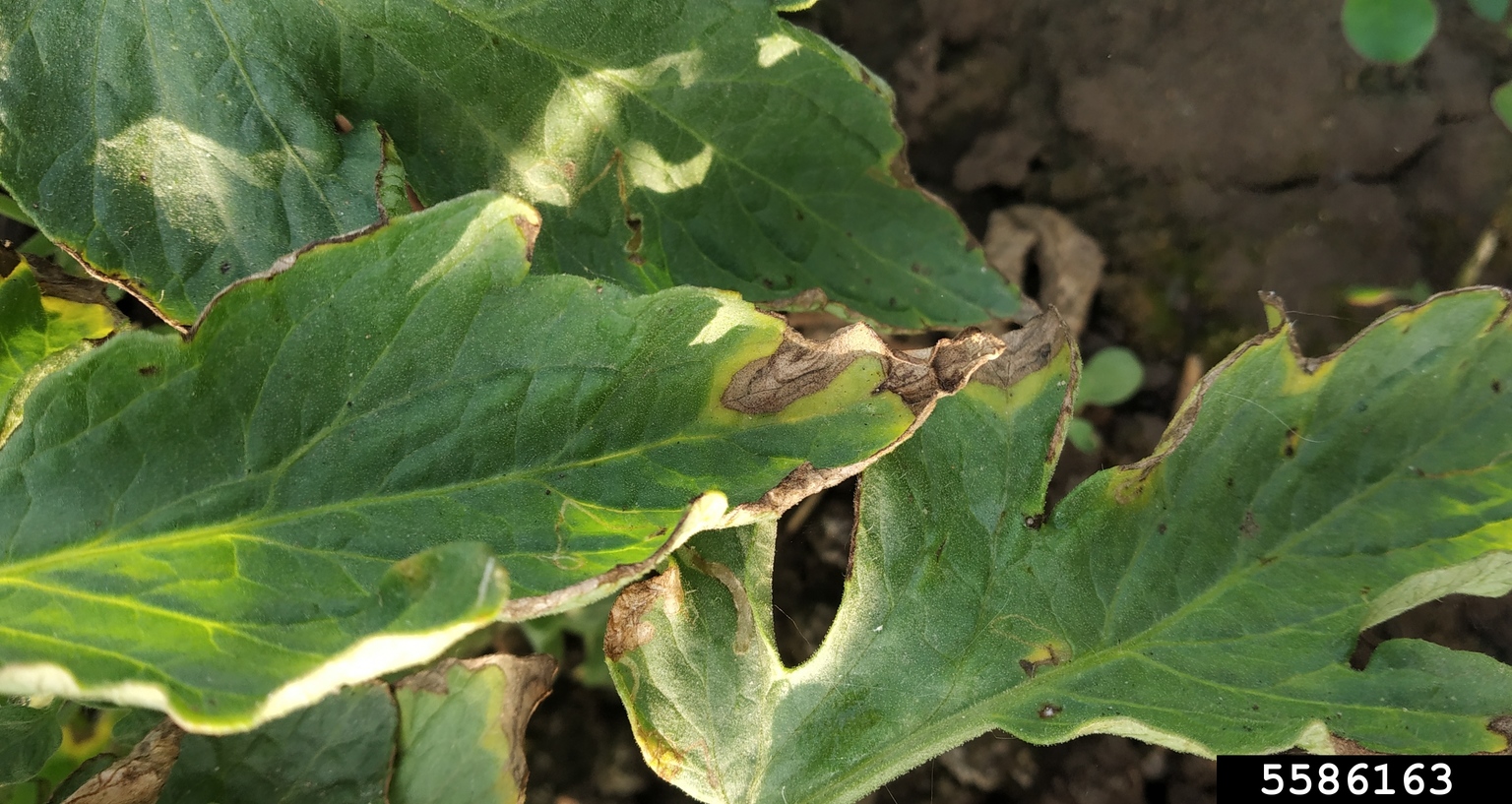 early blight (Alternaria solani)