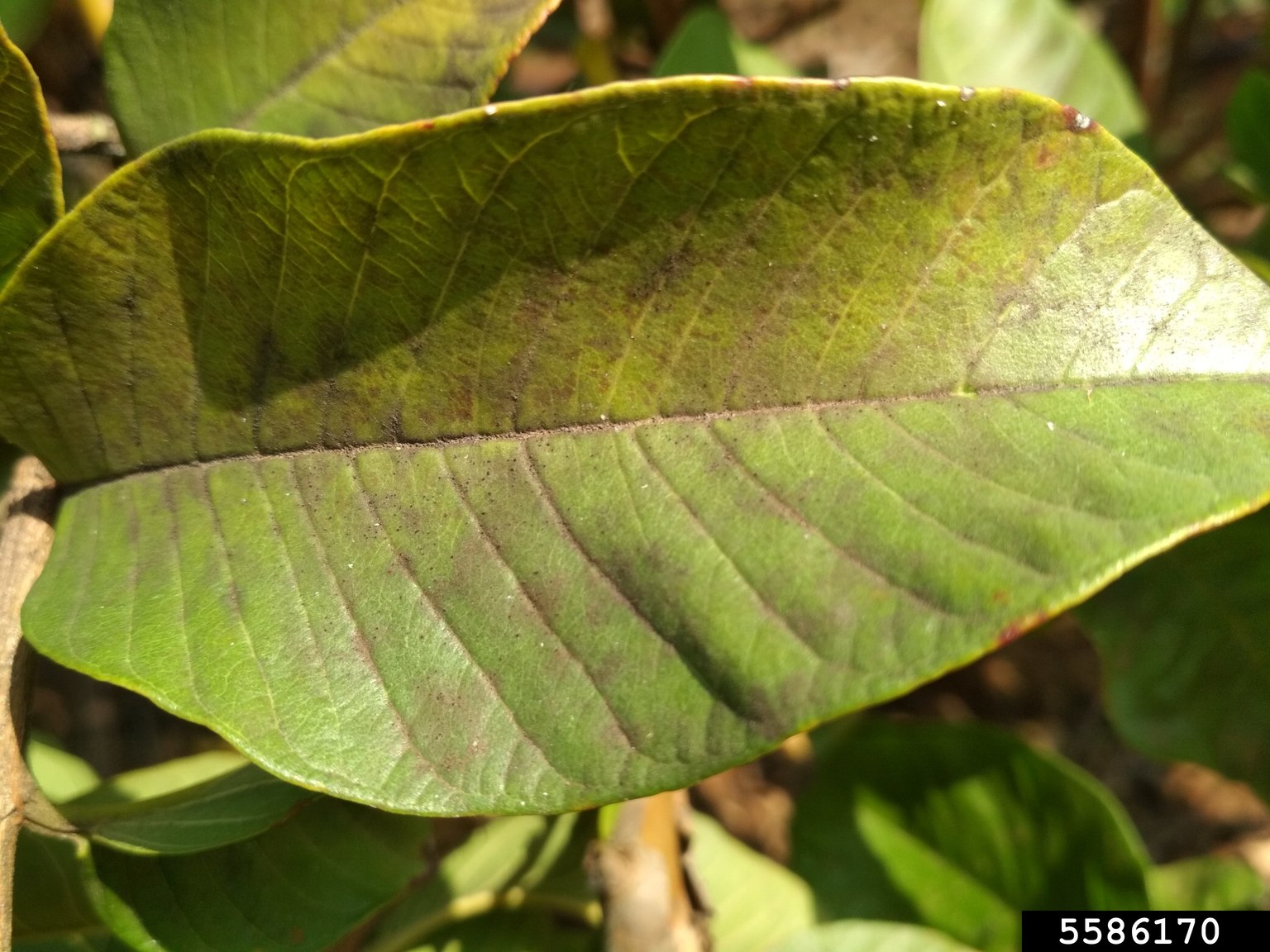 Sooty Mold (Genus Capnodium)