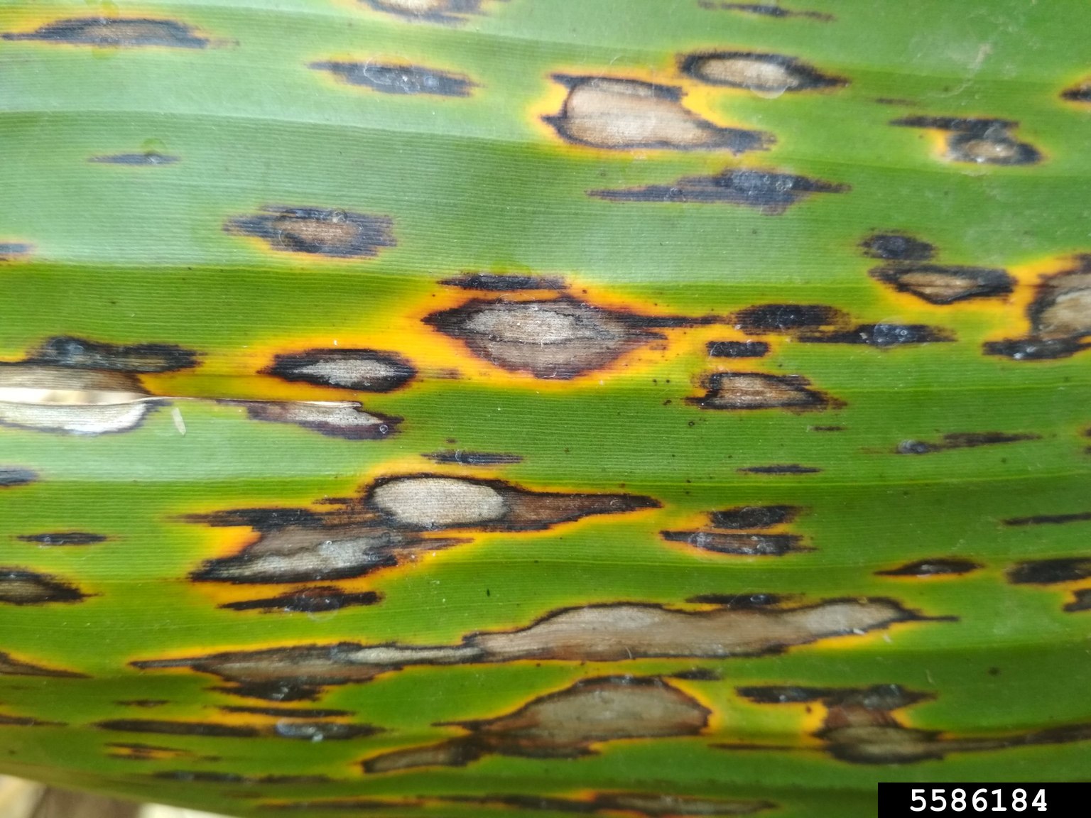 Pseudocercospora musae (Bubák) Deighton