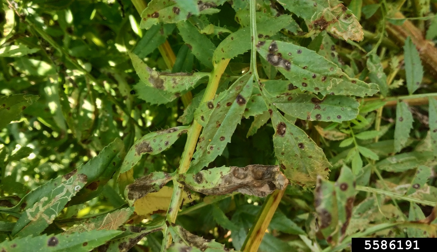 Cercospora leaf spot (Cercospora tageticola Ellis & Everh.)