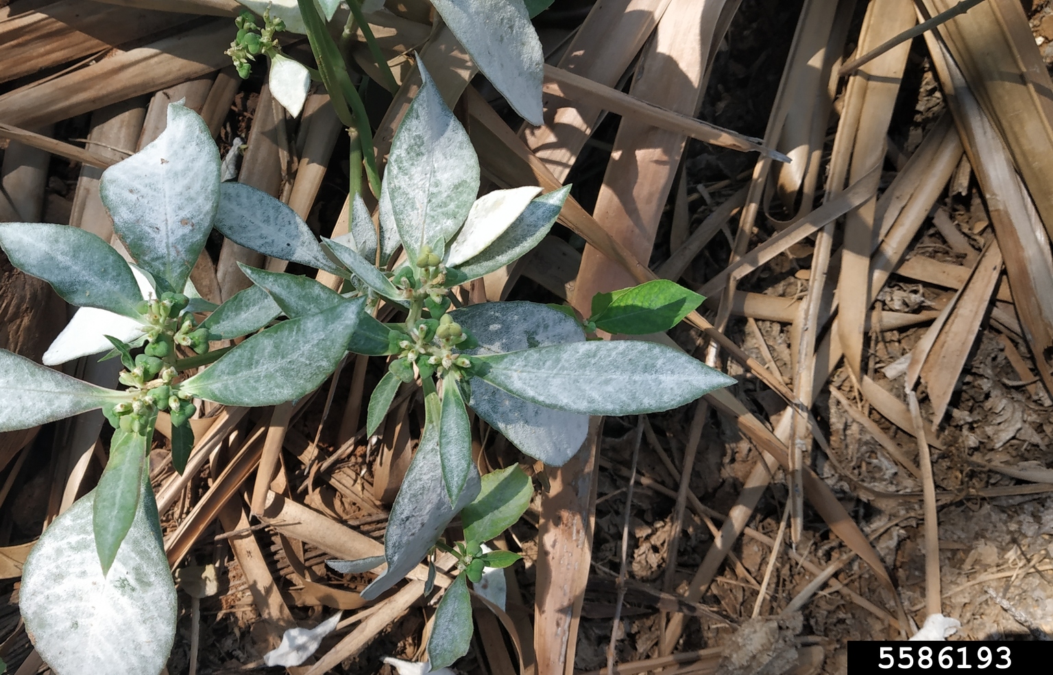 powdery mildew (Genus Erysiphe)