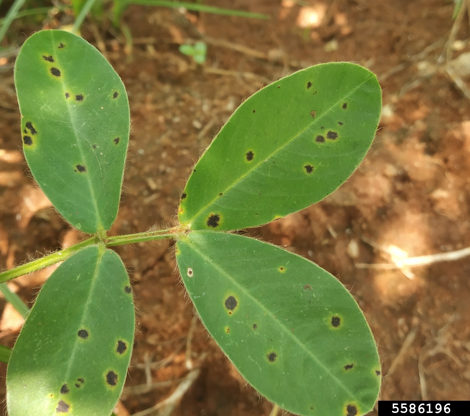 Mycosphaerella arachidis Deighton (Synonym for Didymella arachidicola G ...