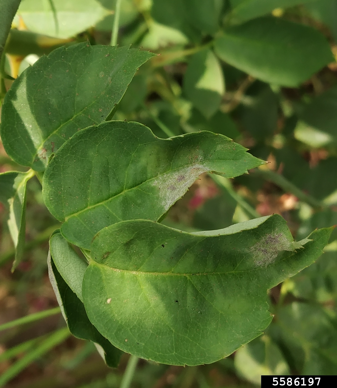 powdery mildew (Podosphaera pannosa (Wallr.) de Bary)