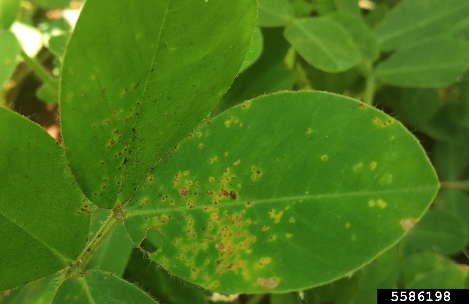 peanut rust (Puccinia arachidis Speg. 1884)