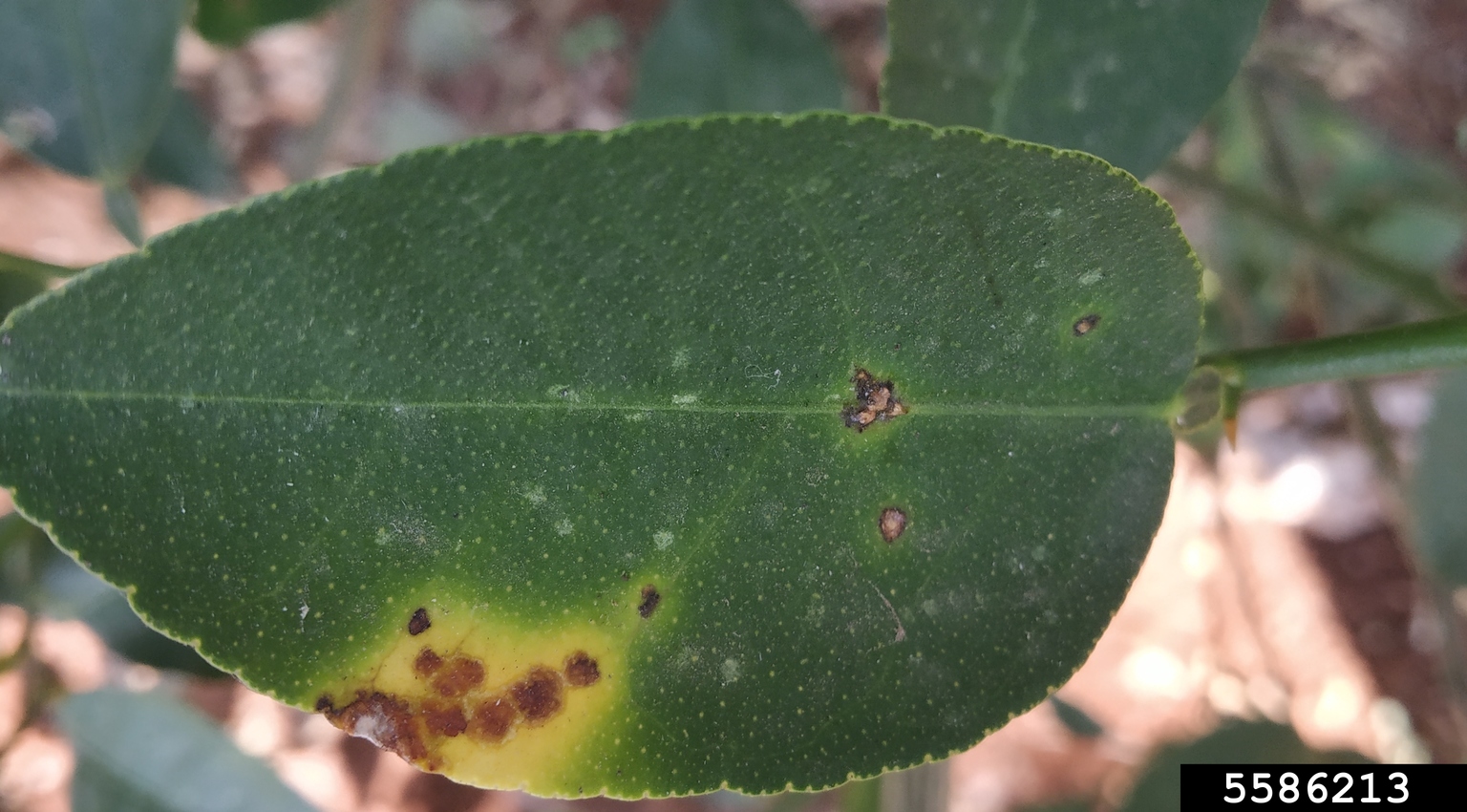 citrus canker (Xanthomonas citri (ex Hasse 1915) Gabriel et al. 1989)