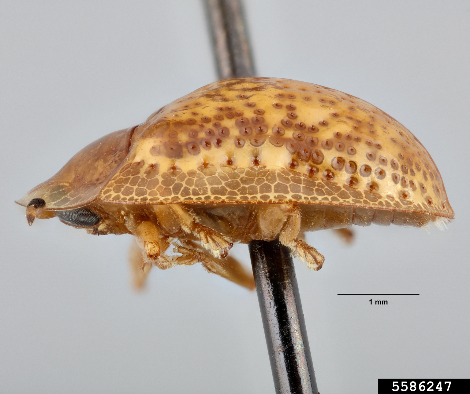 tortoise beetle (Microctenochira ferranti (Spaeth))