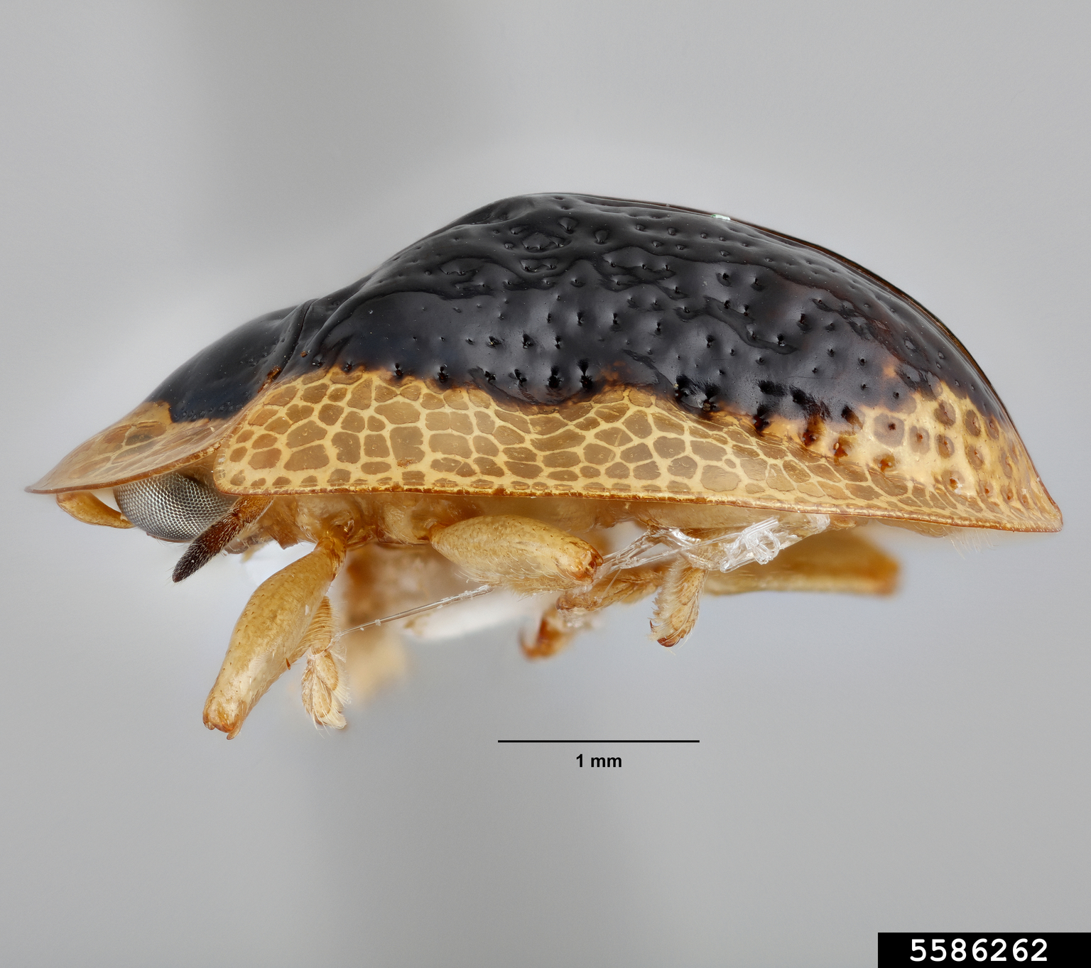 tortoise beetle (Microctenochira plicata)