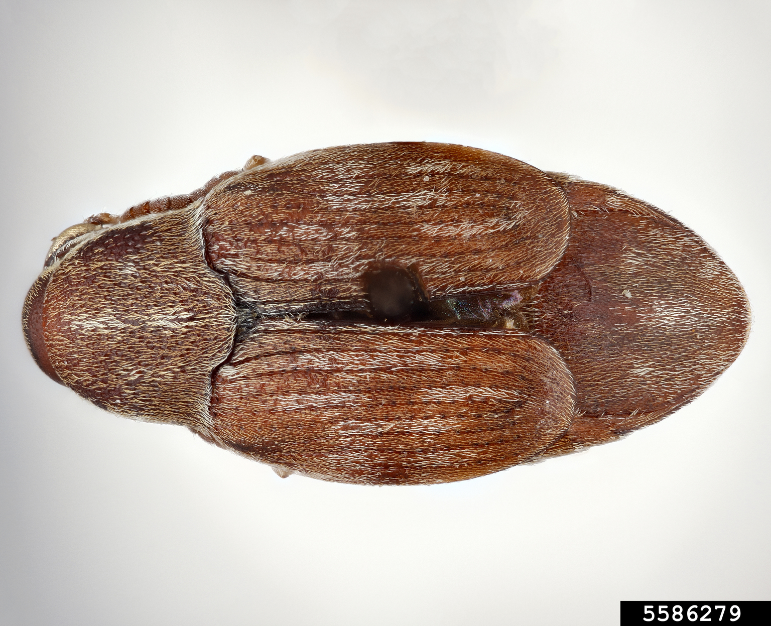 seed beetle (Mimosestes mimosae)