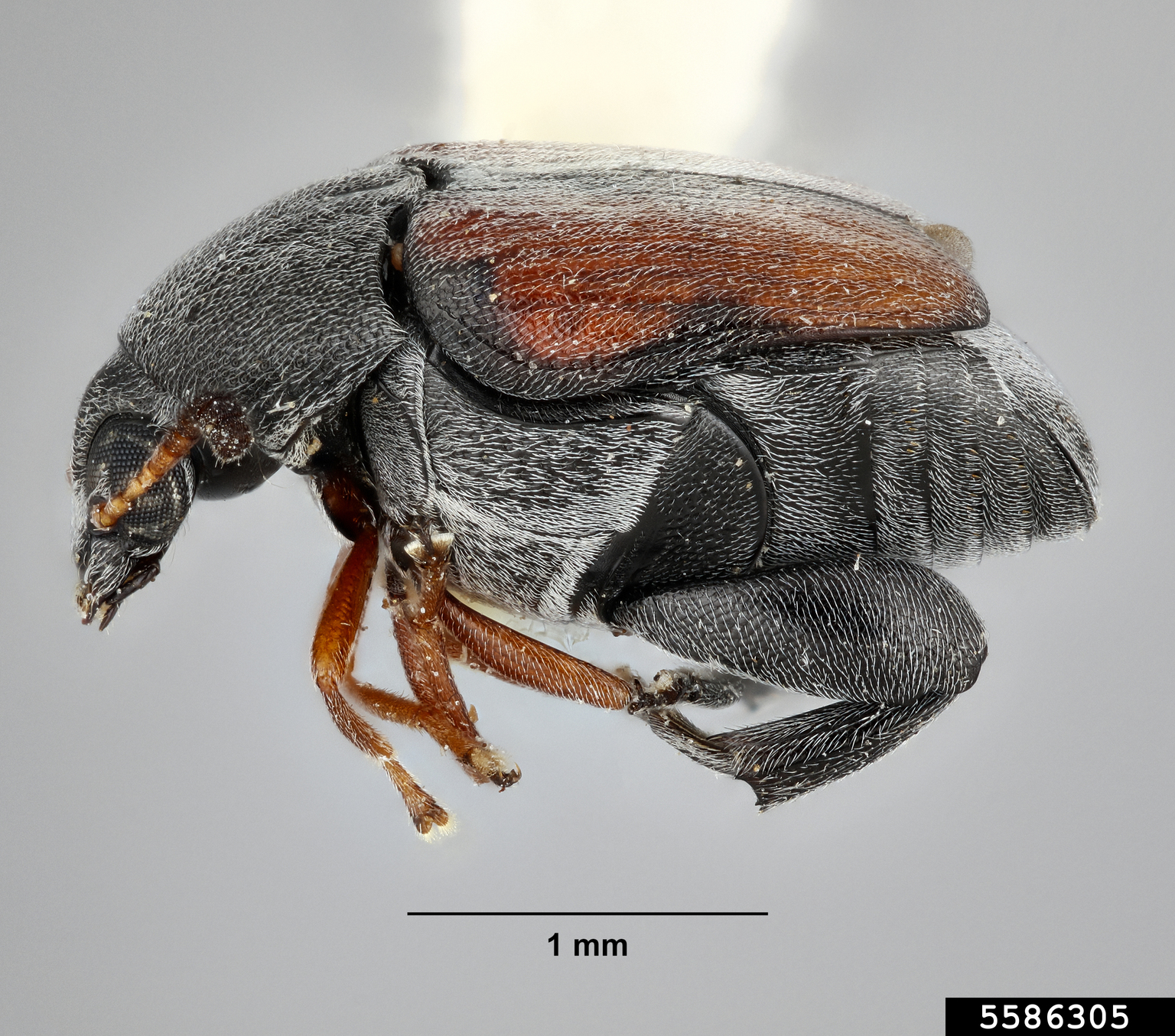 seed beetle (Stator vittatithorax (Pic))