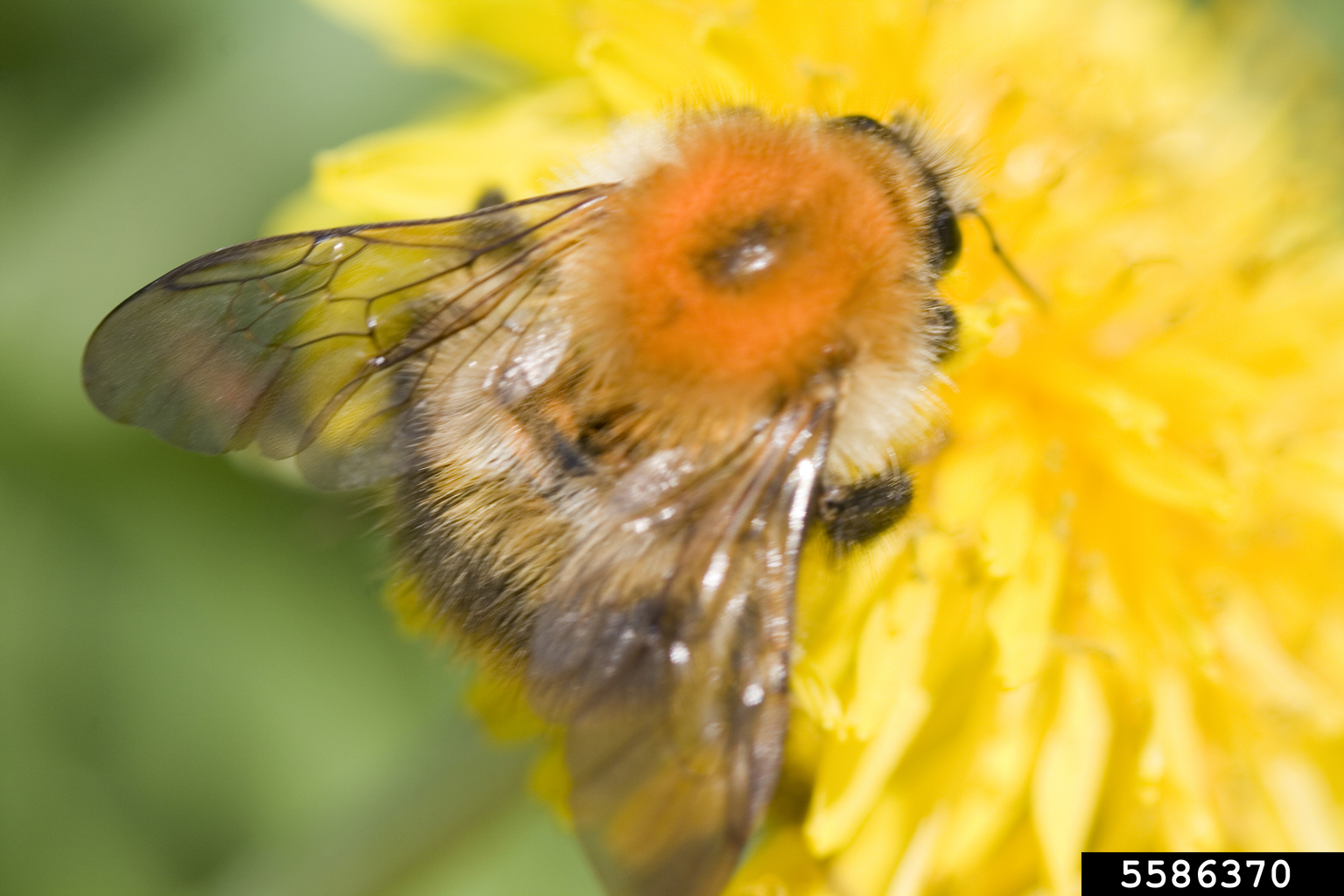 large carder bee (Bombus muscorum)