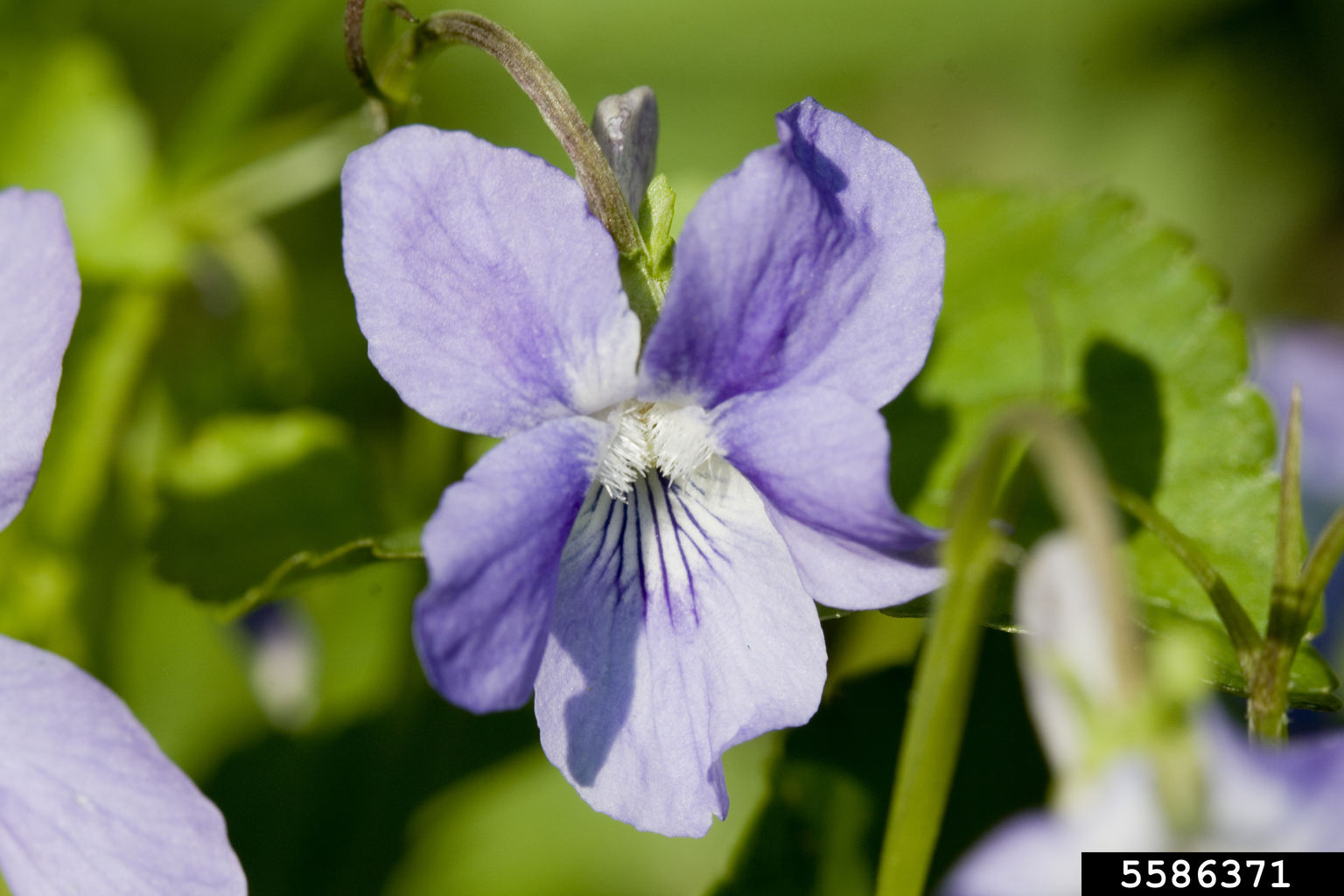 dog violet (Viola canina L.)