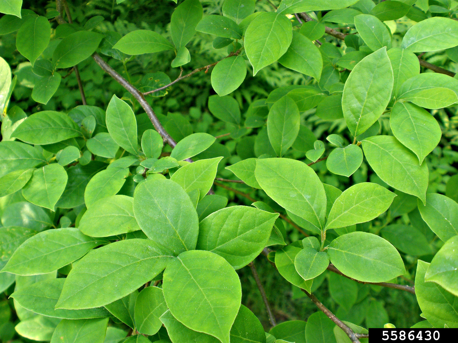 northern spicebush (Lindera benzoin)