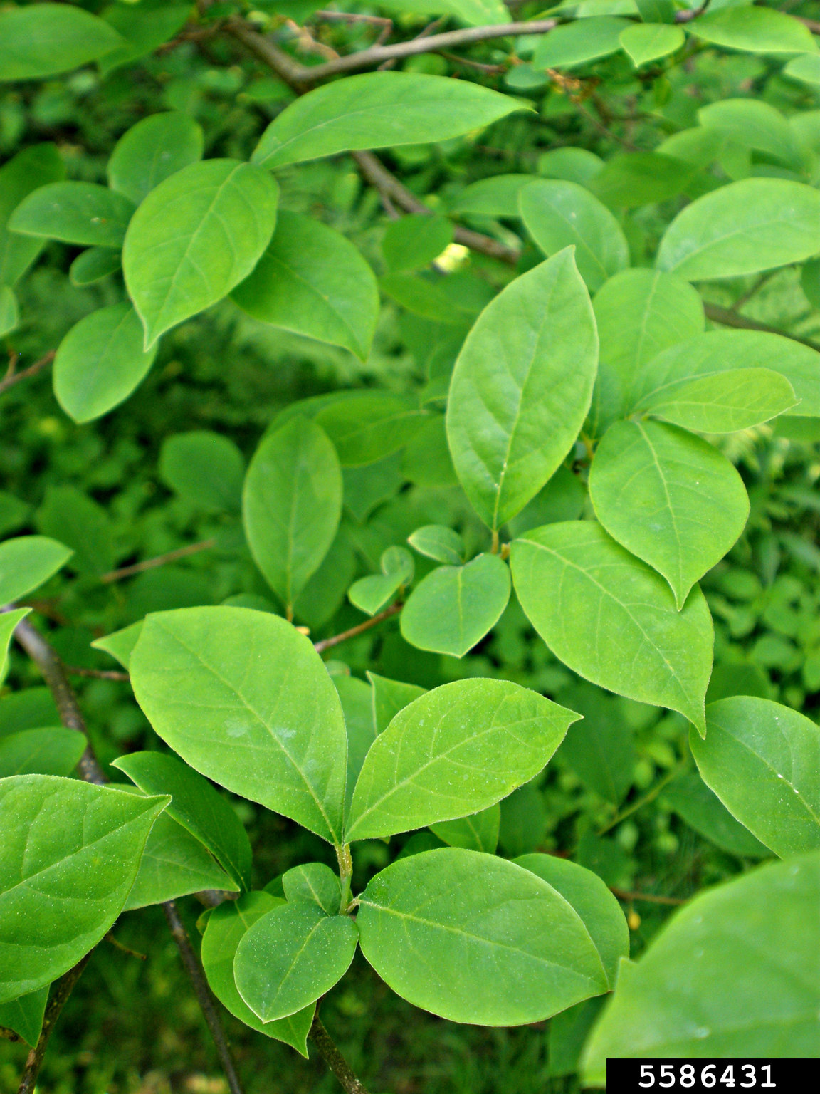 northern spicebush (Lindera benzoin)