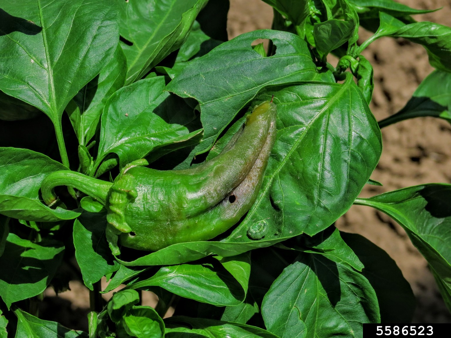 old world bollworm, cotton bollworm (Helicoverpa armigera (Hübner))