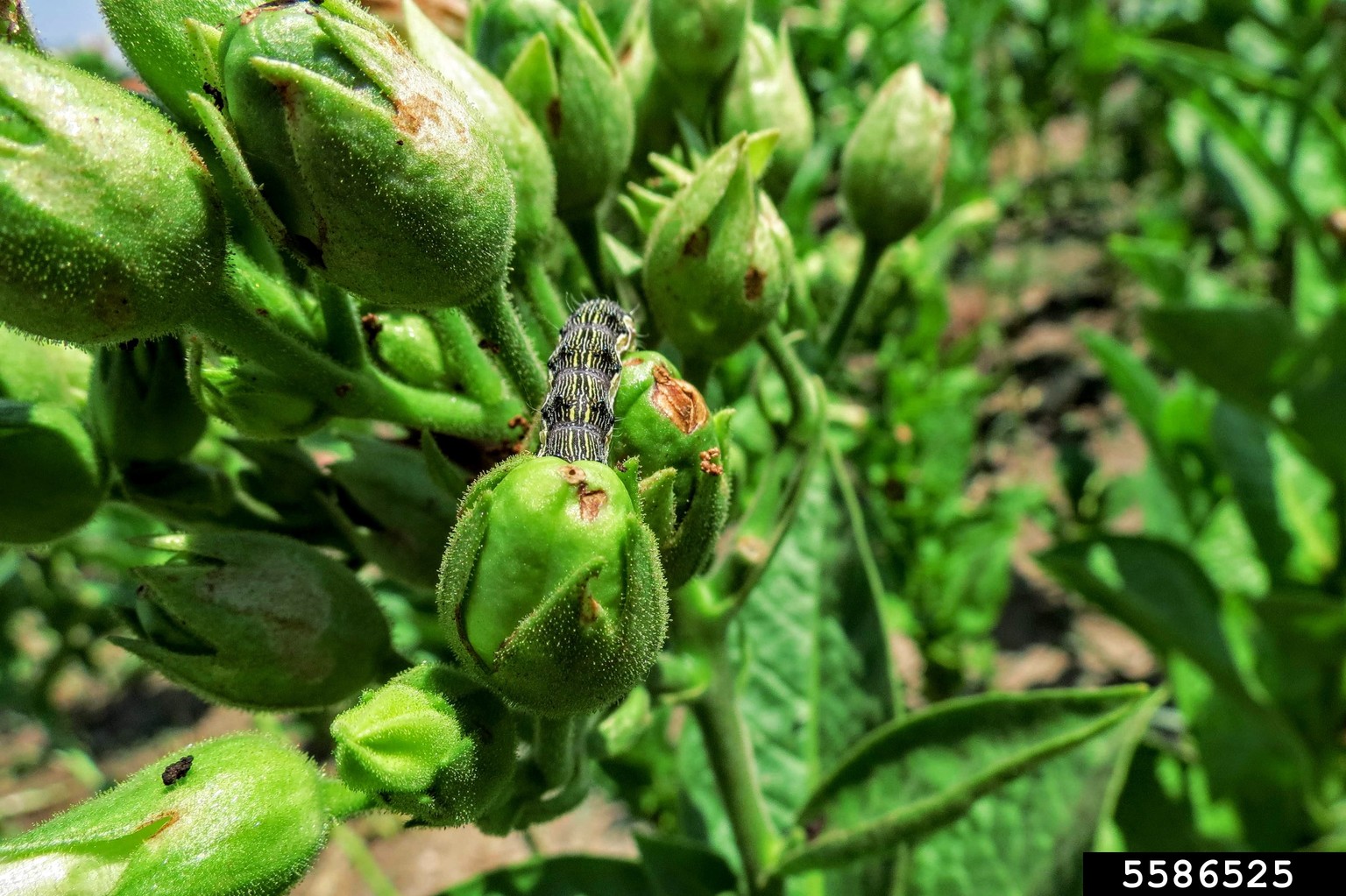 old world bollworm, cotton bollworm (Helicoverpa armigera)