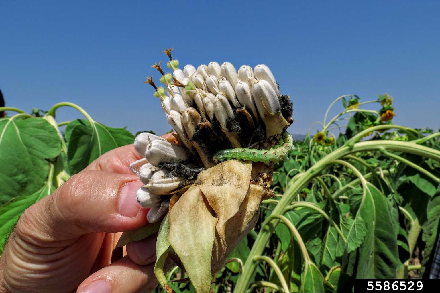old world bollworm, cotton bollworm (Helicoverpa armigera)