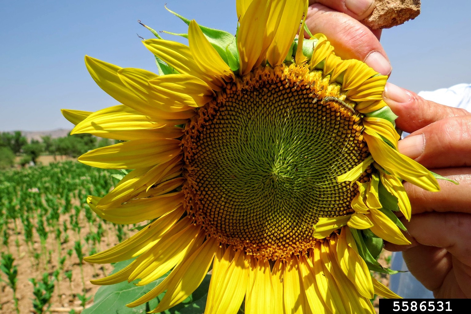old world bollworm, cotton bollworm (Helicoverpa armigera)