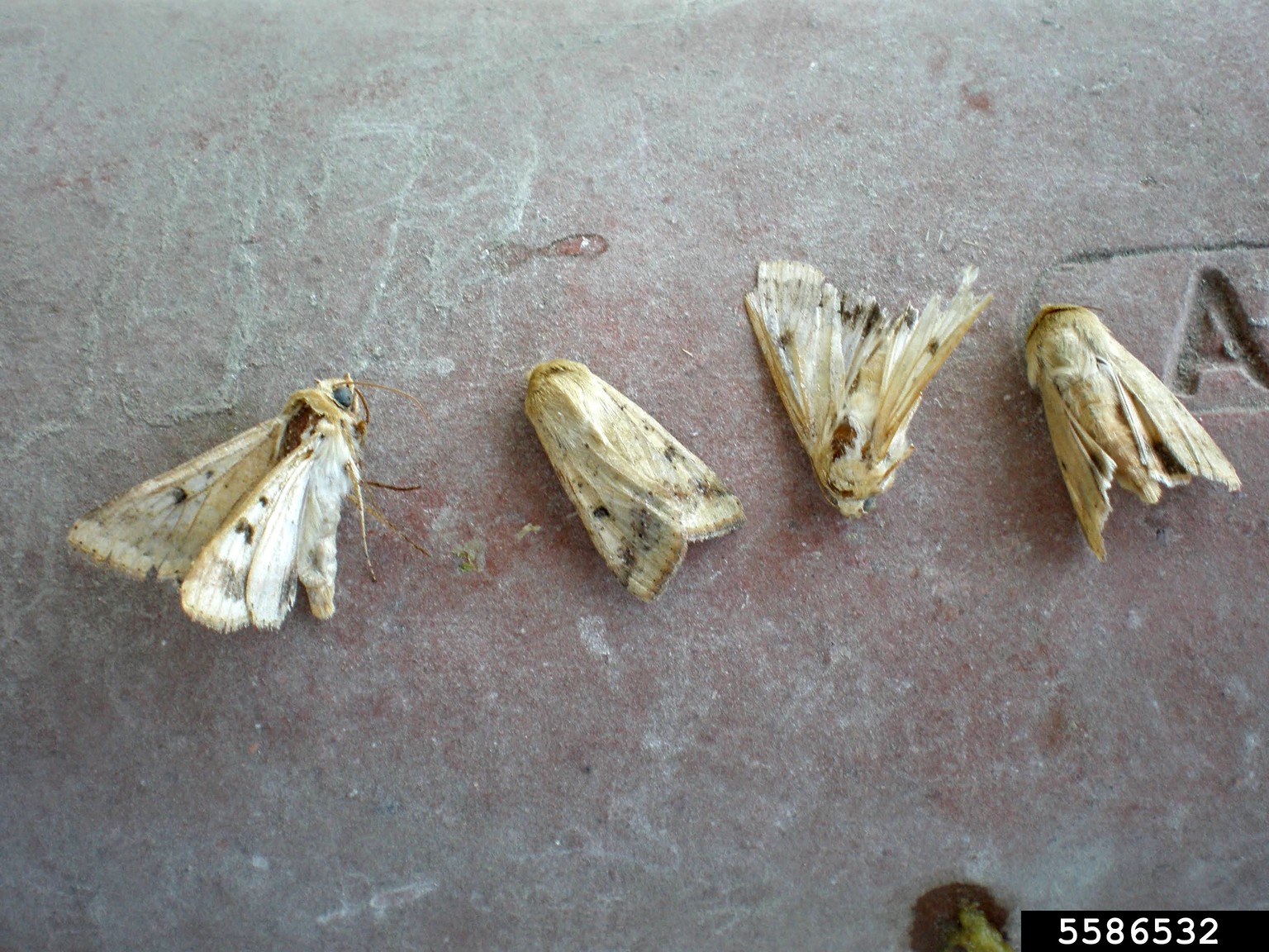 old world bollworm, cotton bollworm (Helicoverpa armigera)