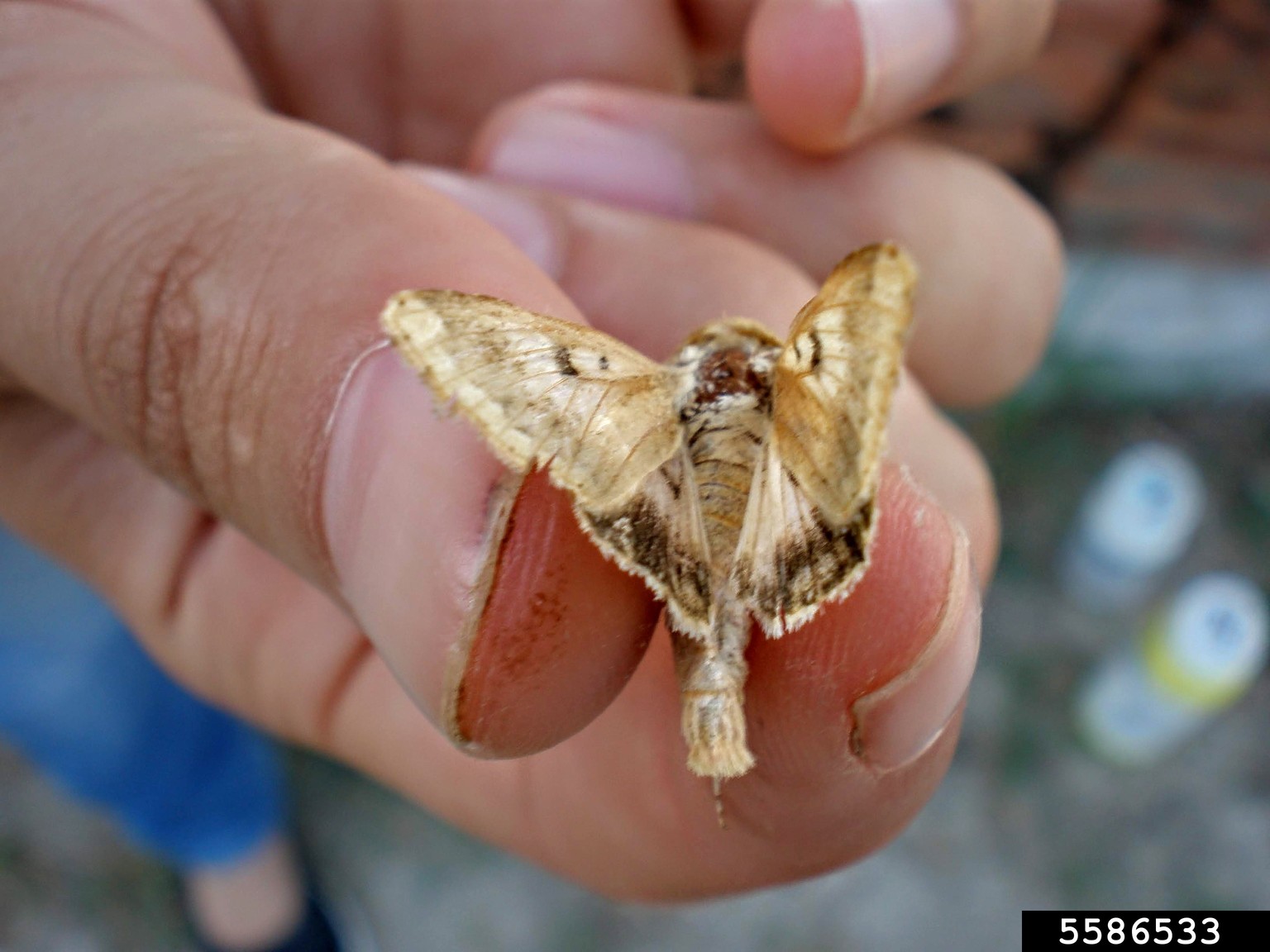 old world bollworm, cotton bollworm (Helicoverpa armigera)