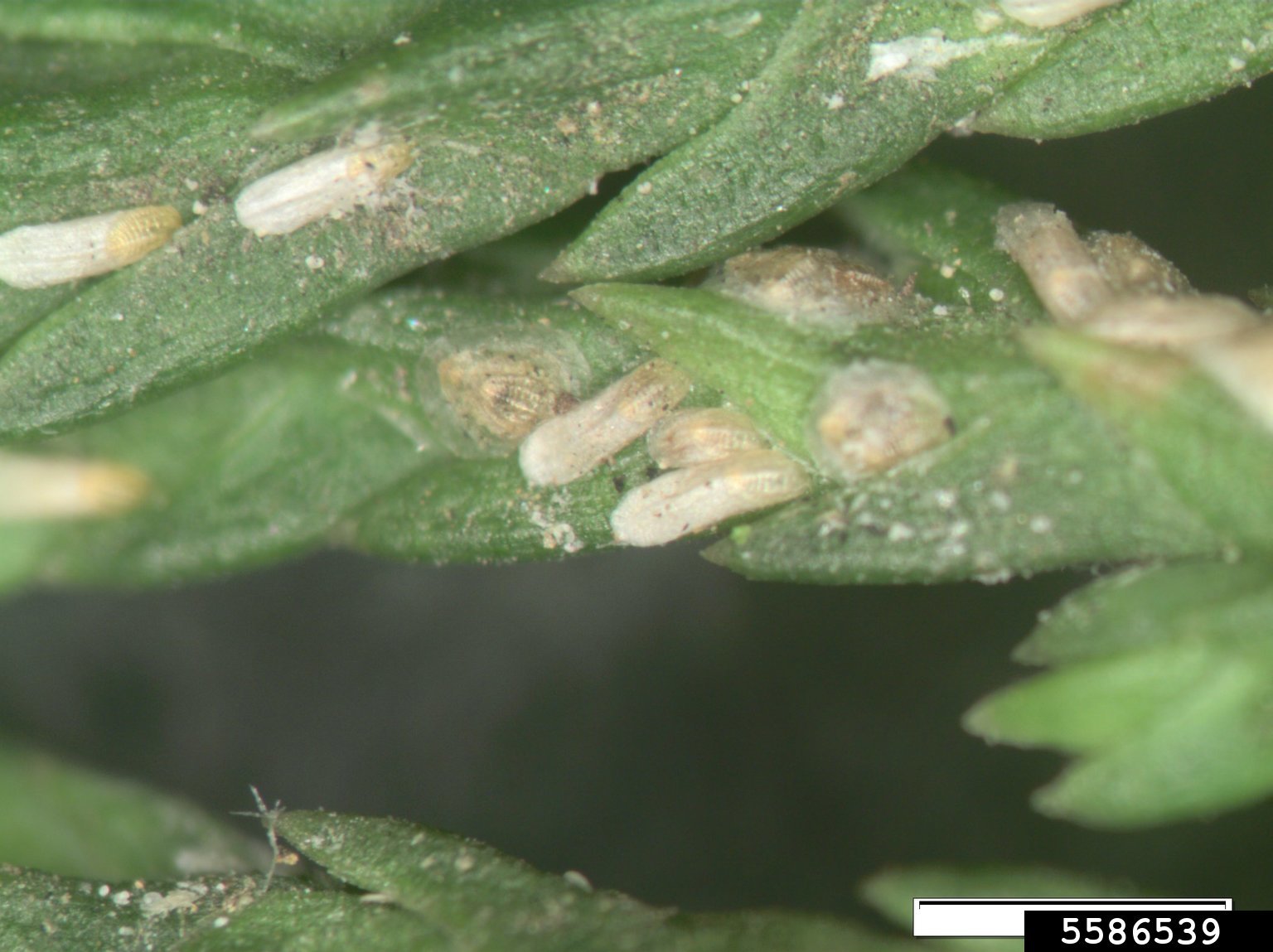 juniper scale (Carulaspis juniperi (Bouché))