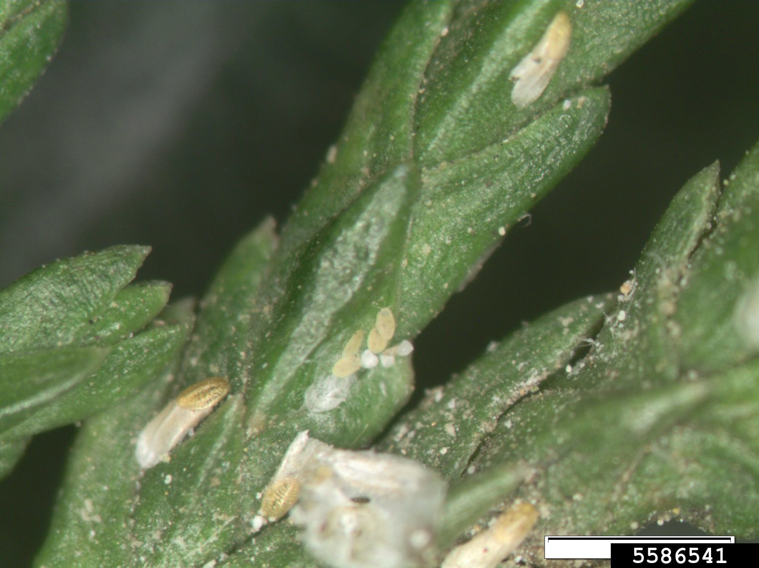 juniper scale (Carulaspis juniperi)