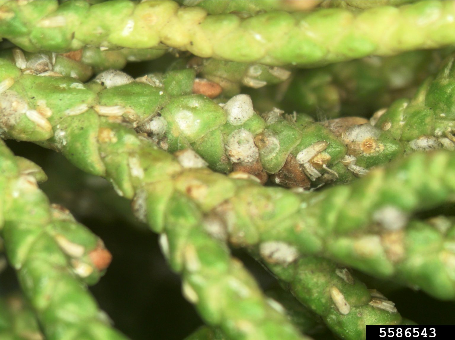juniper scale (Carulaspis juniperi)