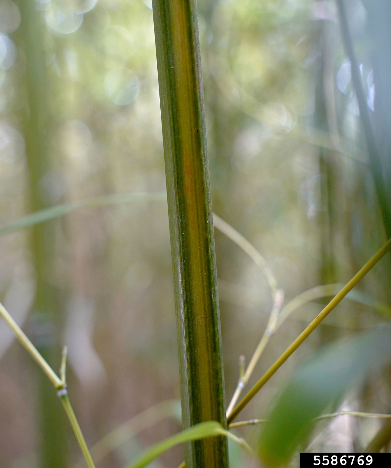 yellow groove bamboo (Phyllostachys aureosulcata)