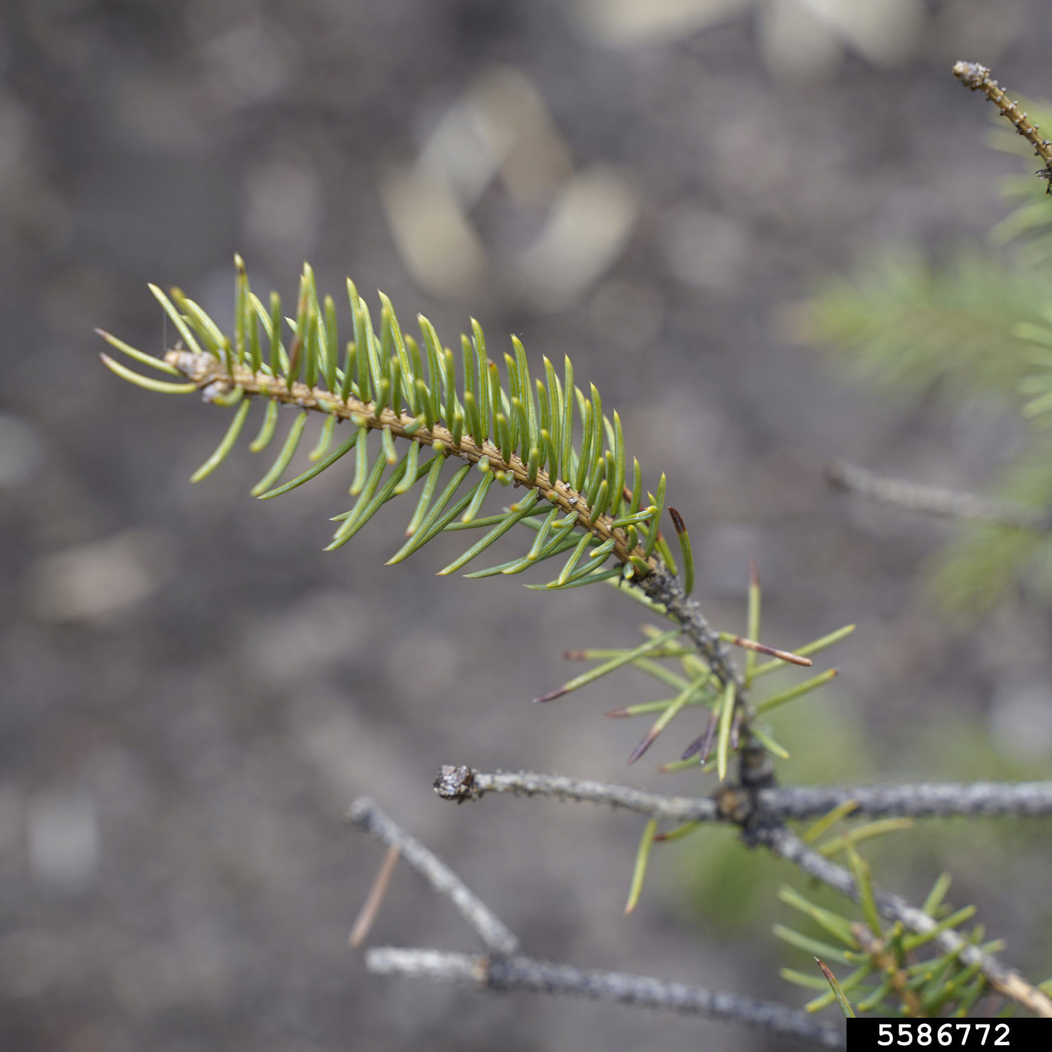 dragon spruce (Picea asperata Mast.)