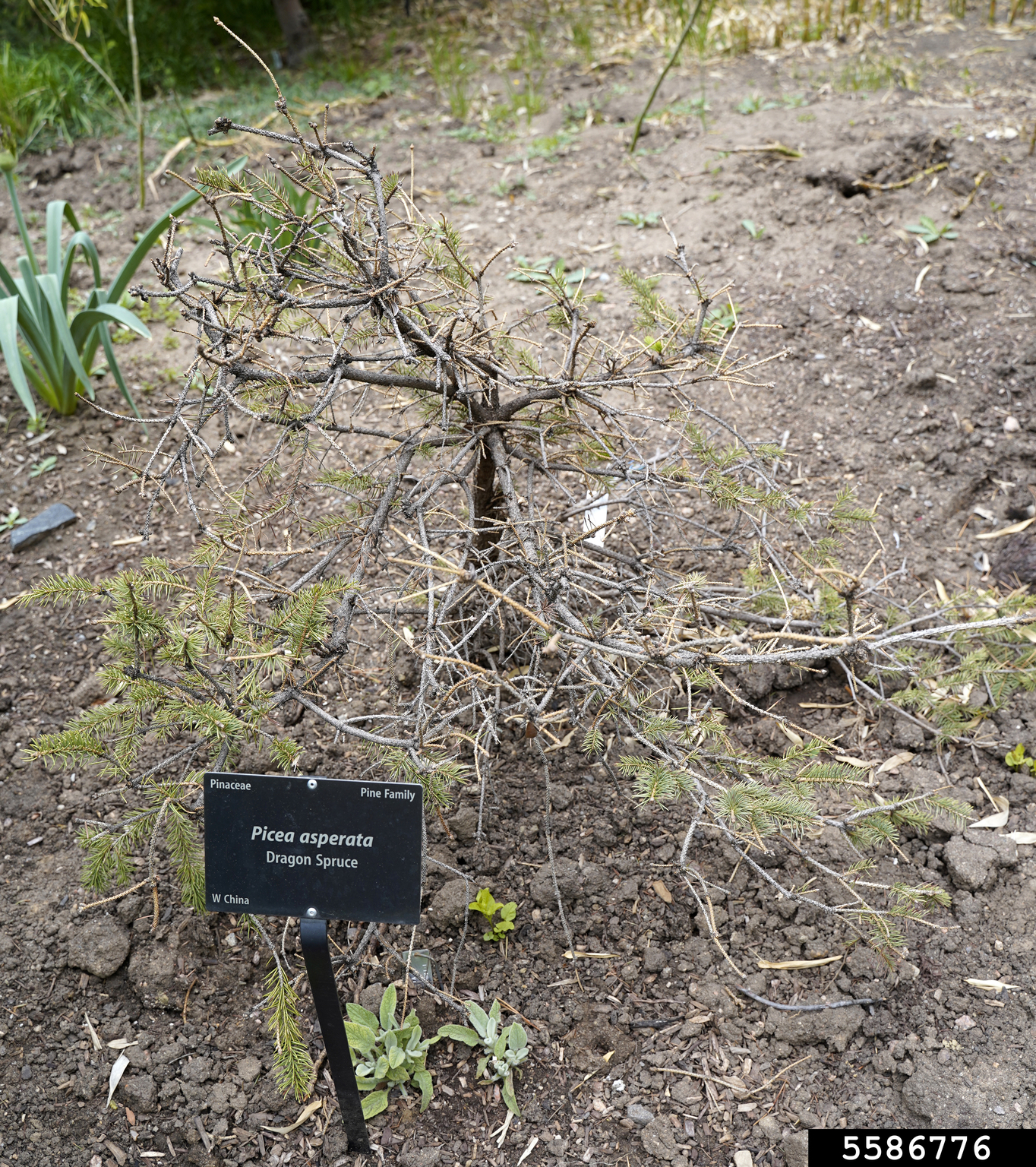 dragon spruce (Picea asperata Mast.)