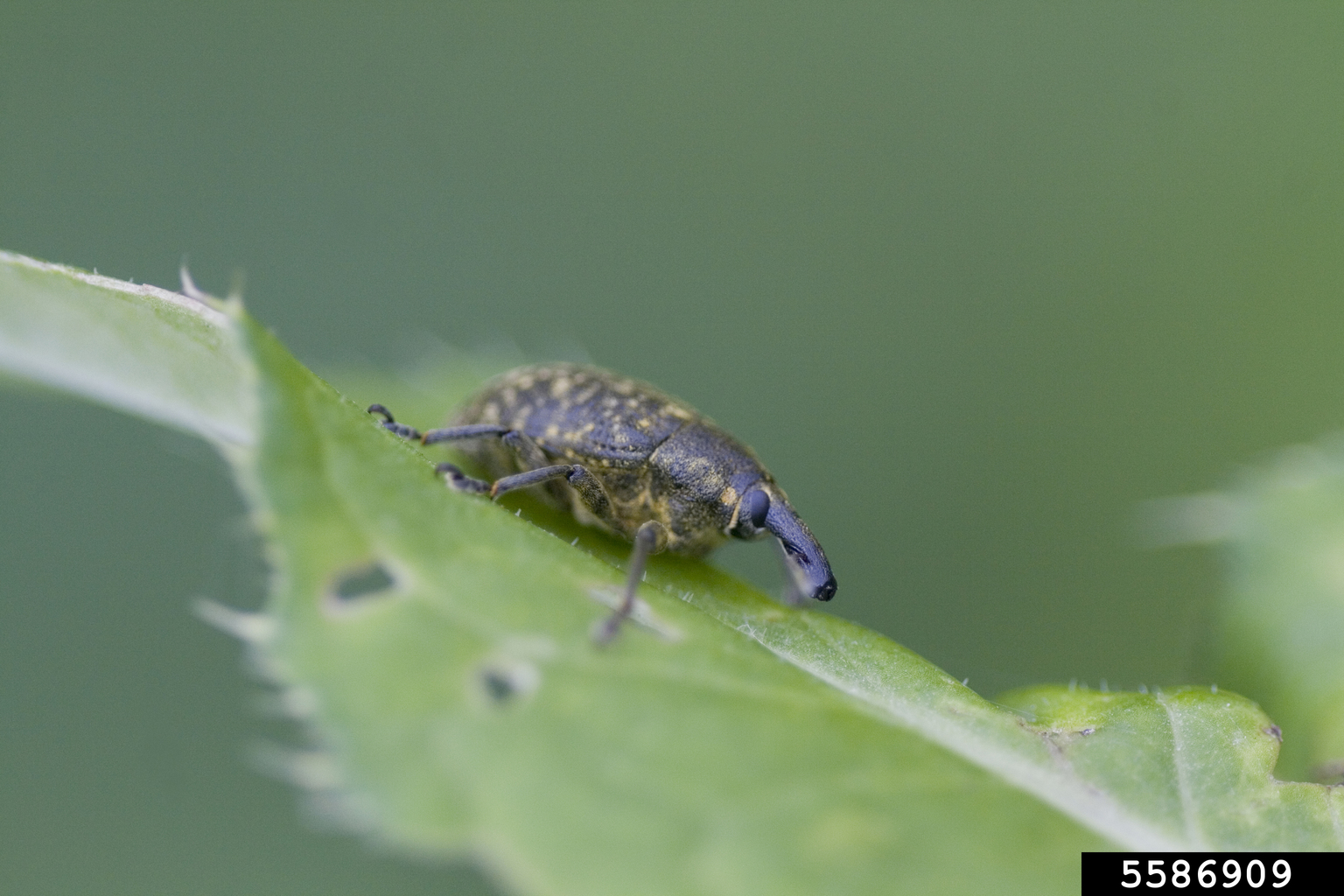 weevil (Larinus turbinatus)