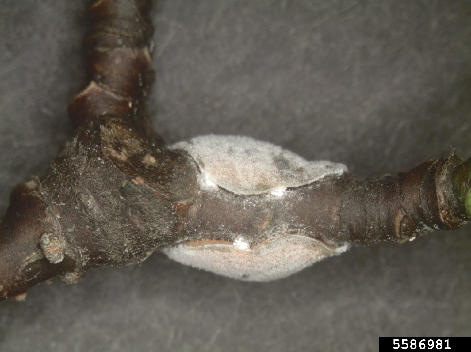 magnolia scale (Neolecanium cornuparvum)