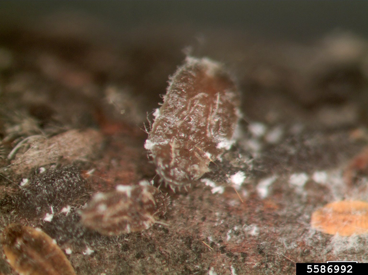 magnolia scale (Neolecanium cornuparvum)