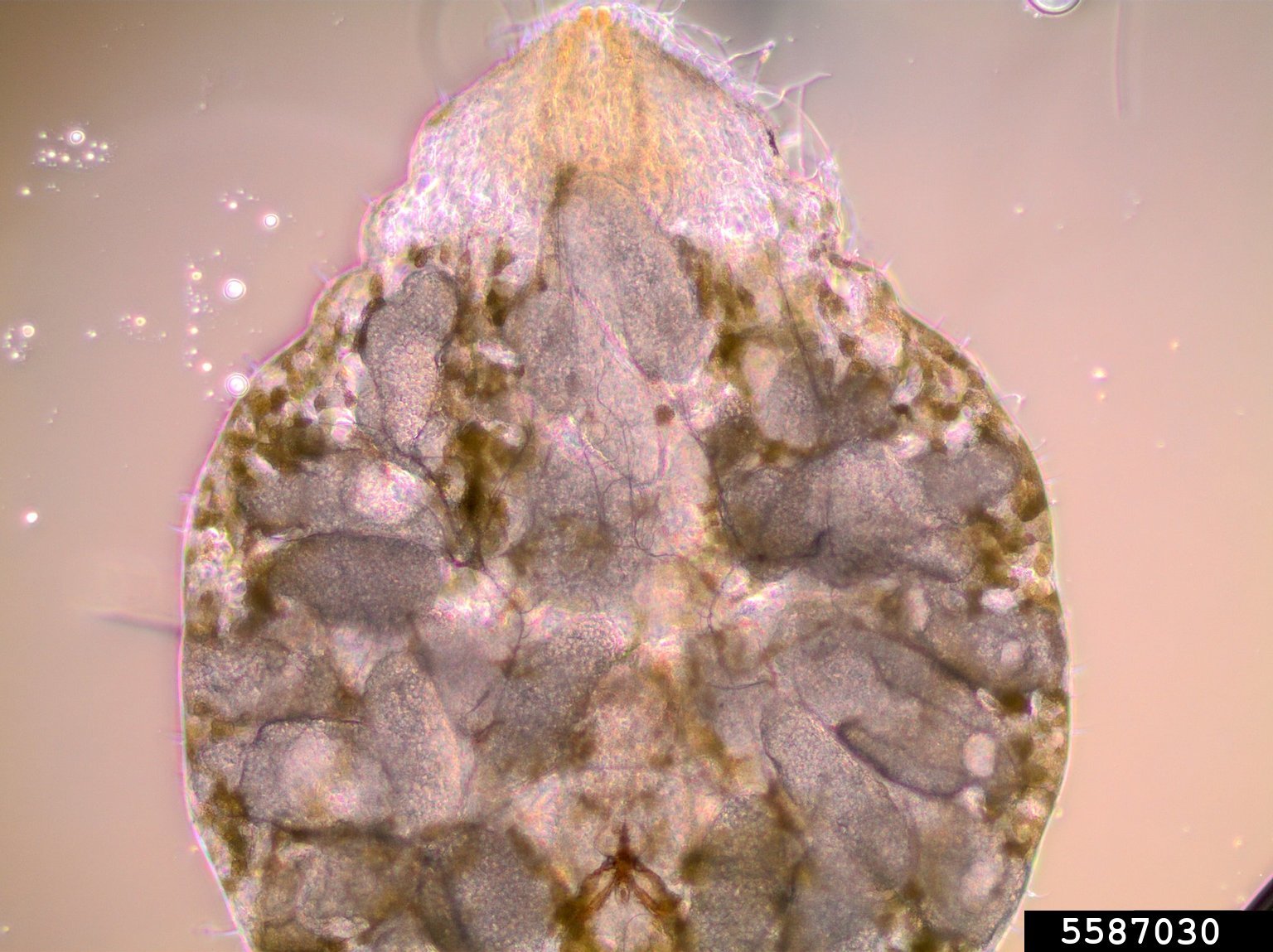 oleander scale (Aspidiotus nerii)