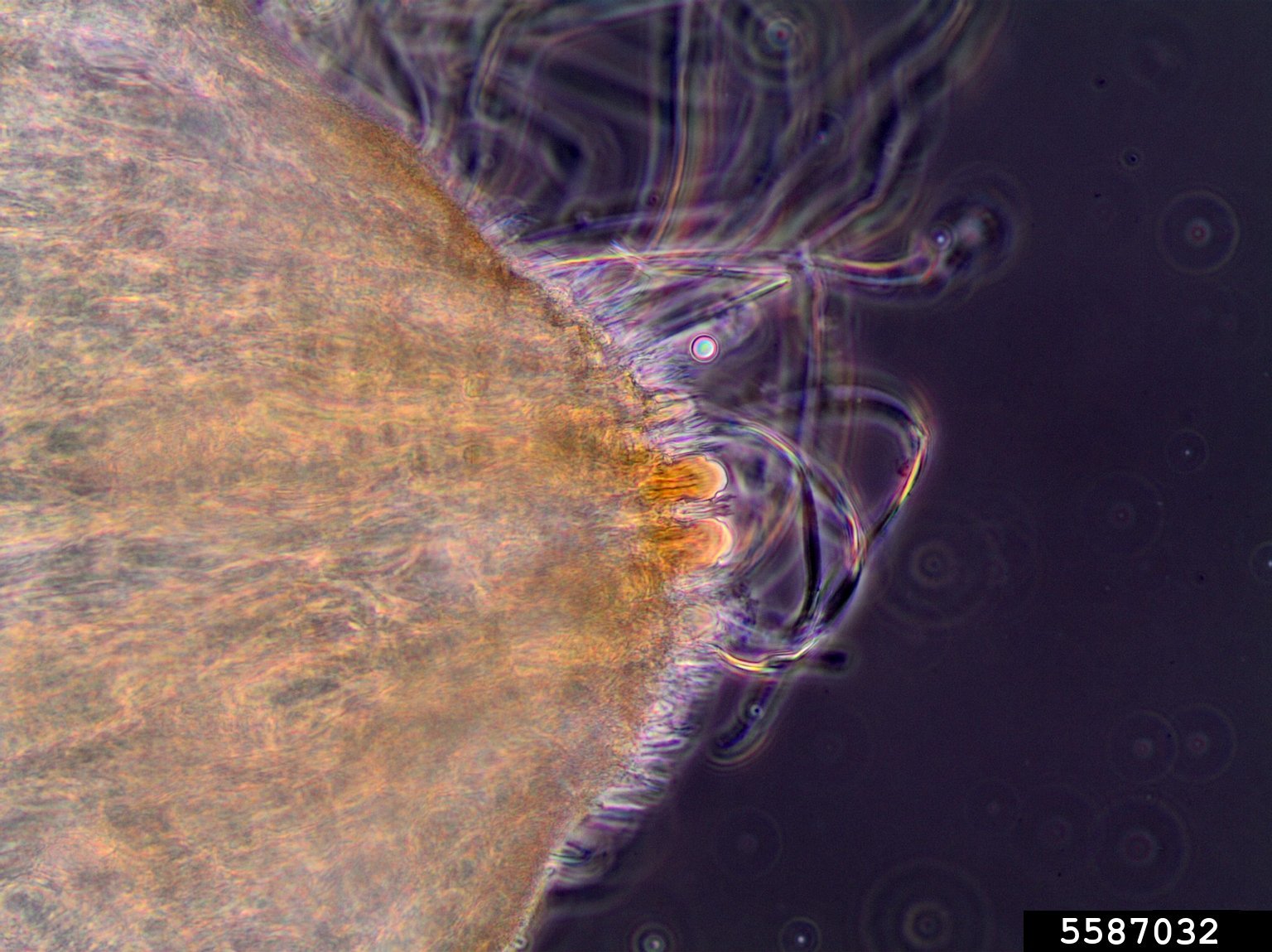 oleander scale (Aspidiotus nerii Bouché)