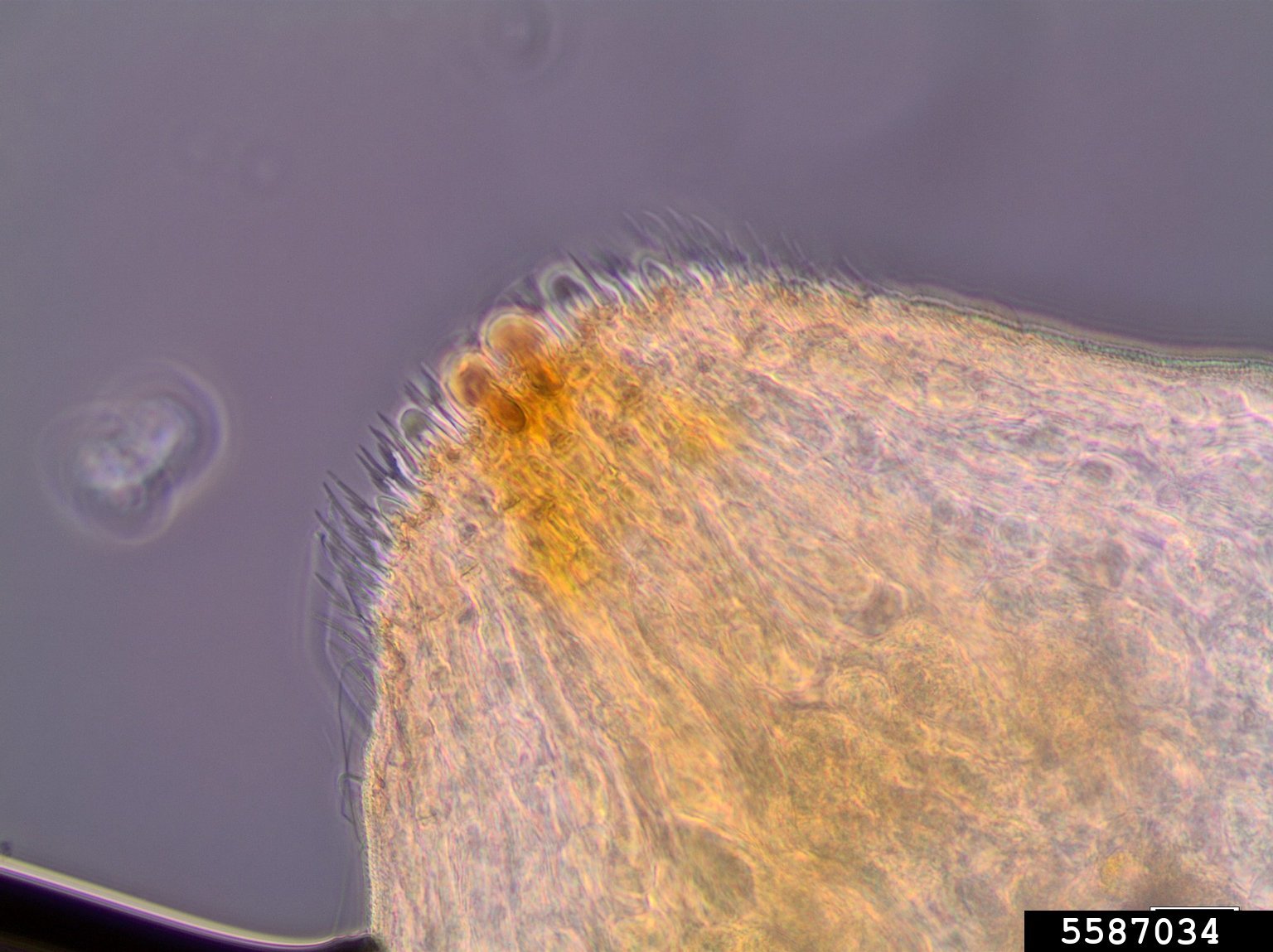 oleander scale (Aspidiotus nerii Bouché)