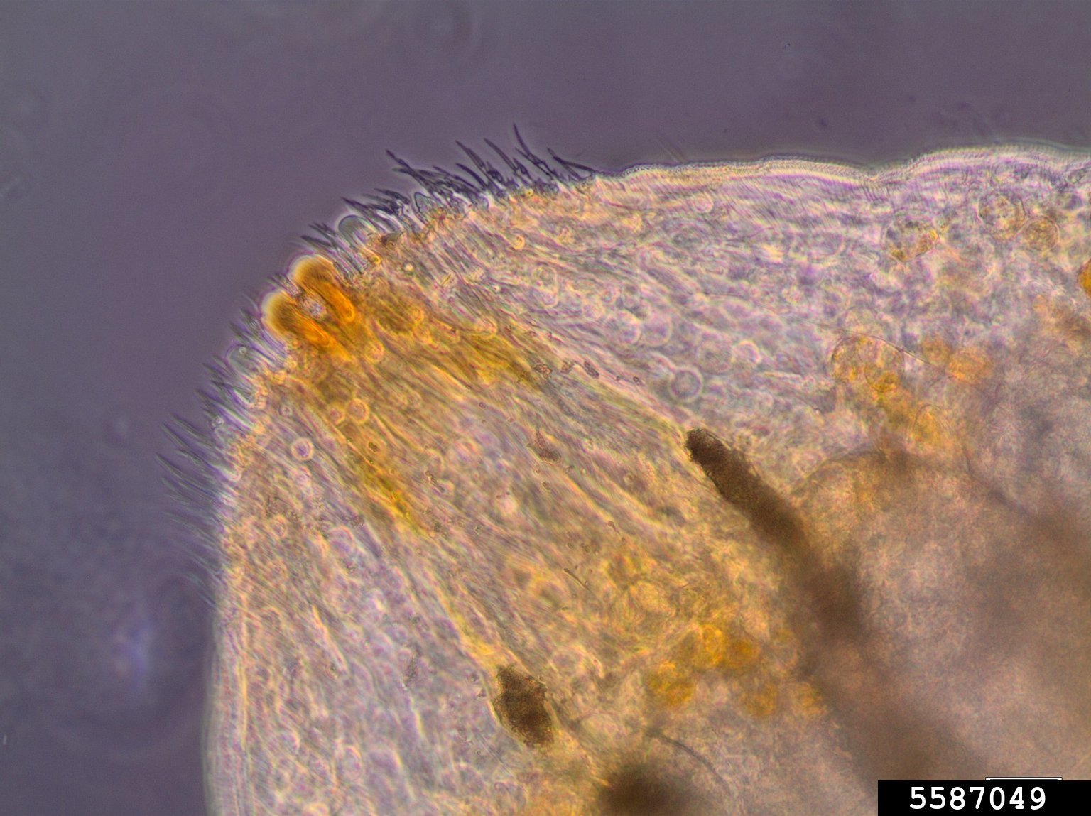 oleander scale (Aspidiotus nerii)