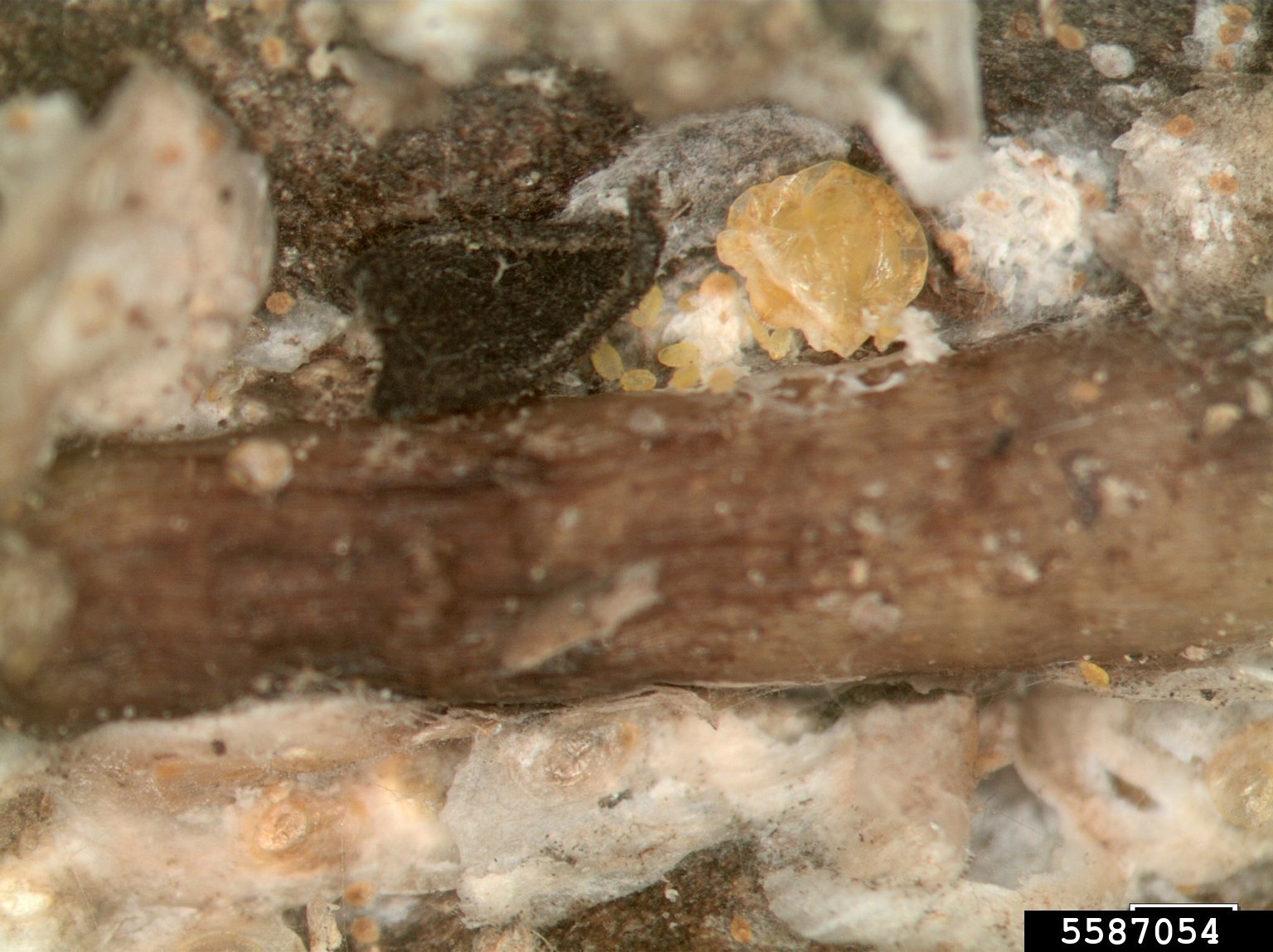 oleander scale (Aspidiotus nerii)