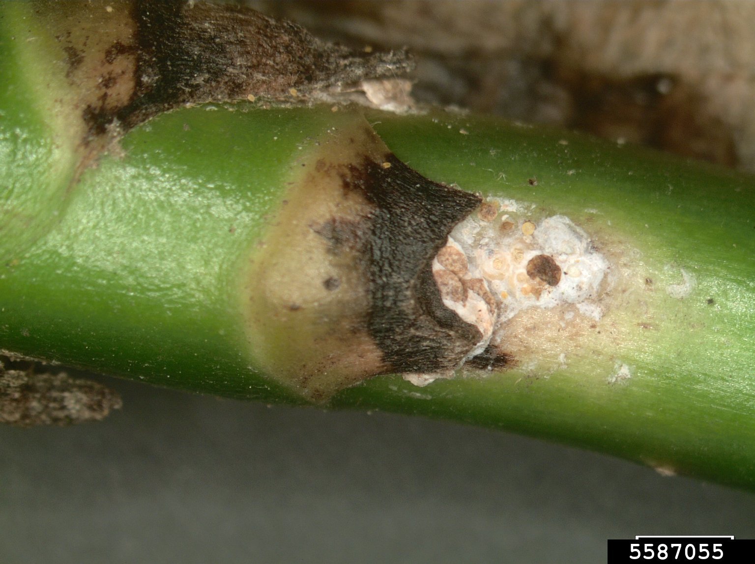 oleander scale (Aspidiotus nerii)