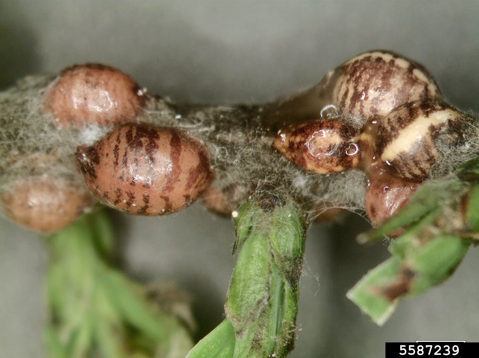 fletcher scale (Parthenolecanium fletcheri (Cockerell))