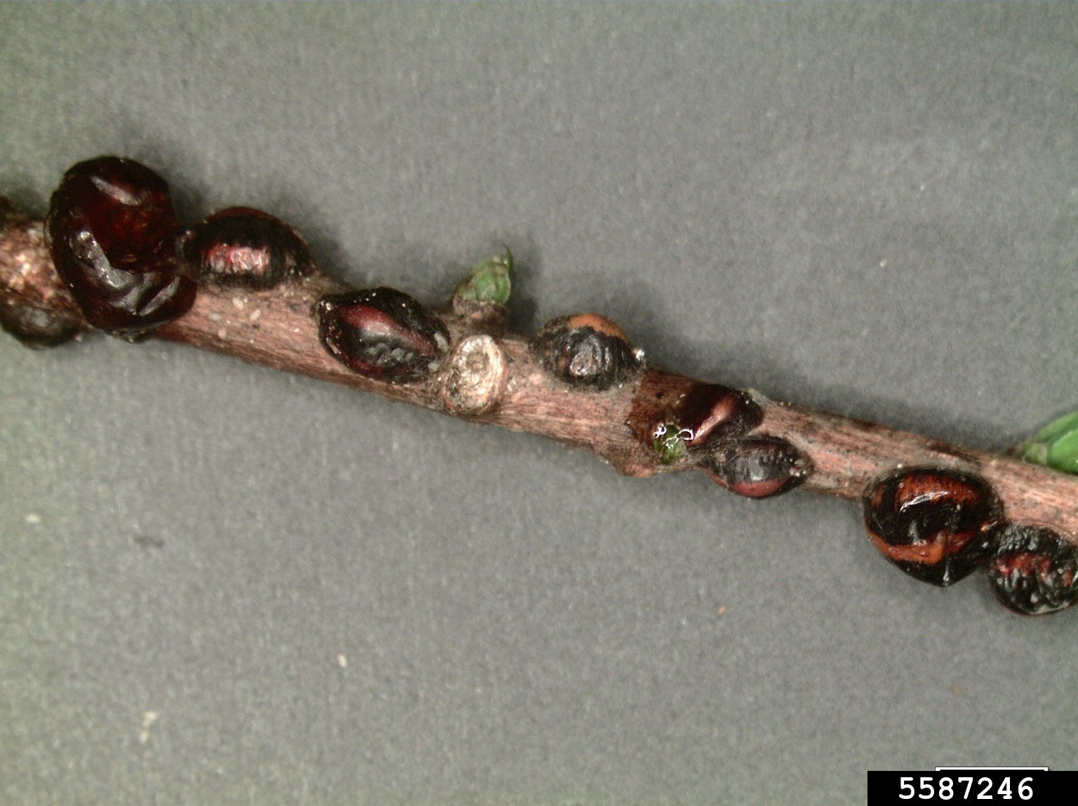 fletcher scale (Parthenolecanium fletcheri)