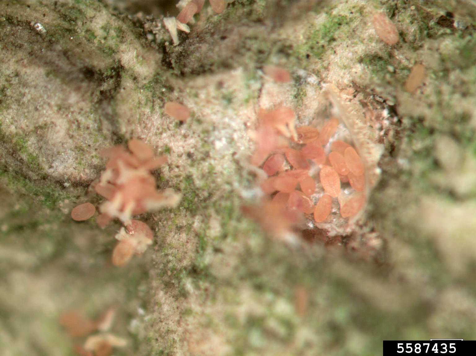 holly pit scale (Asterolecanium puteanum)