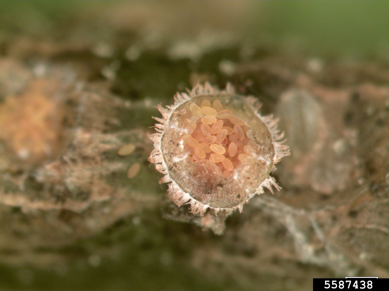 holly pit scale (Asterolecanium puteanum)