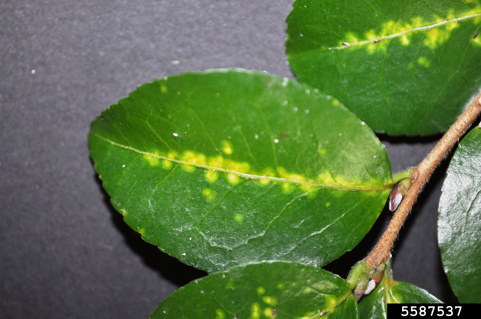 tea scale (Fiorinia theae)