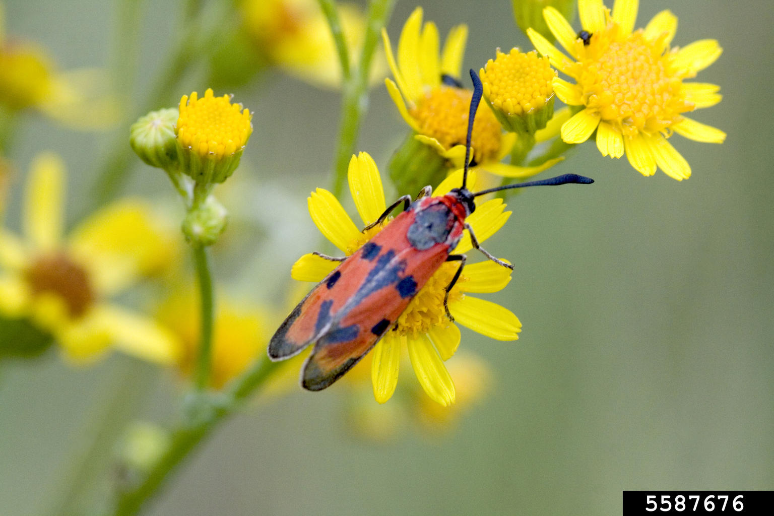 burnet (Zygaena laeta)