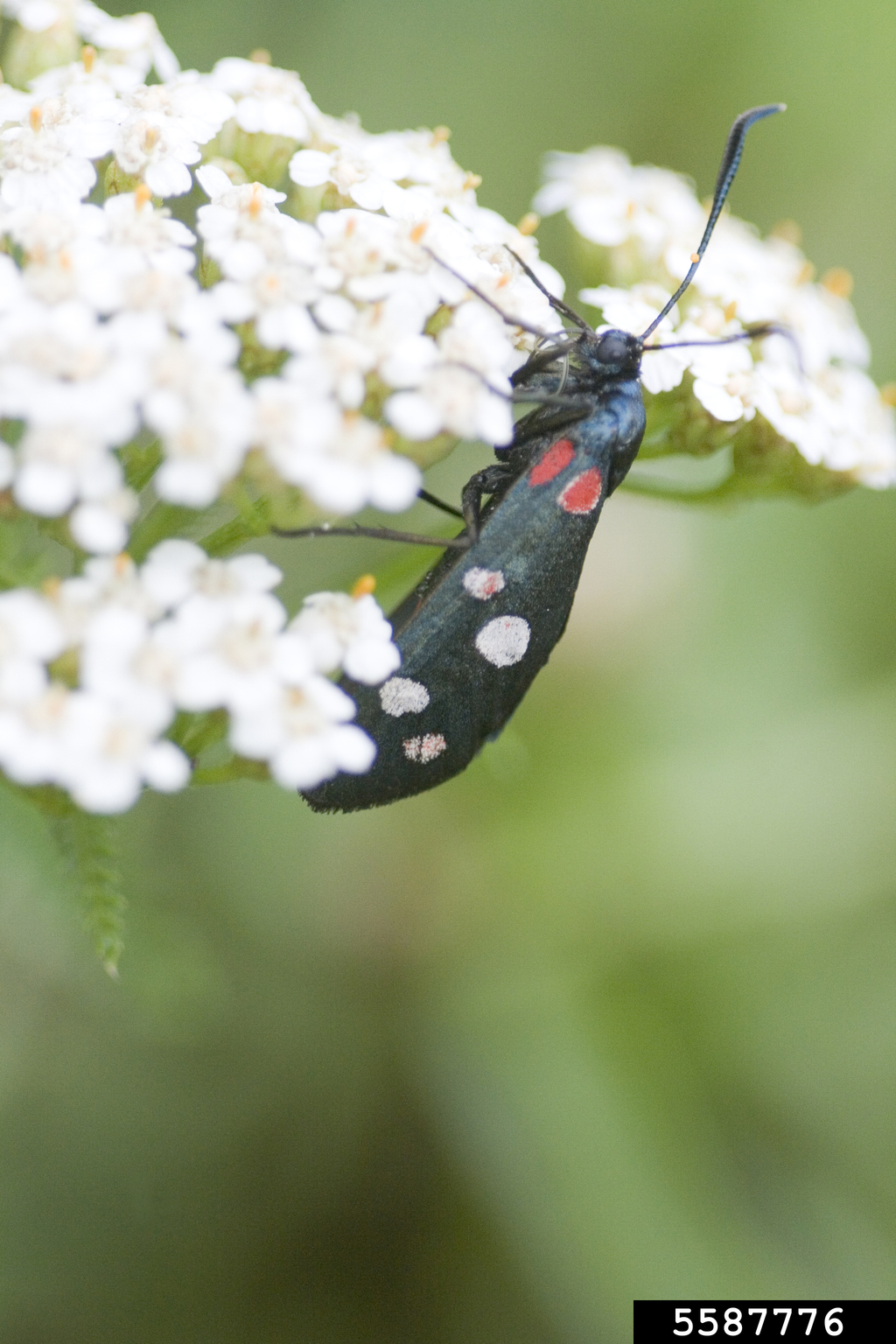 variable burnet (Zygaena ephialtes Linnaeus)