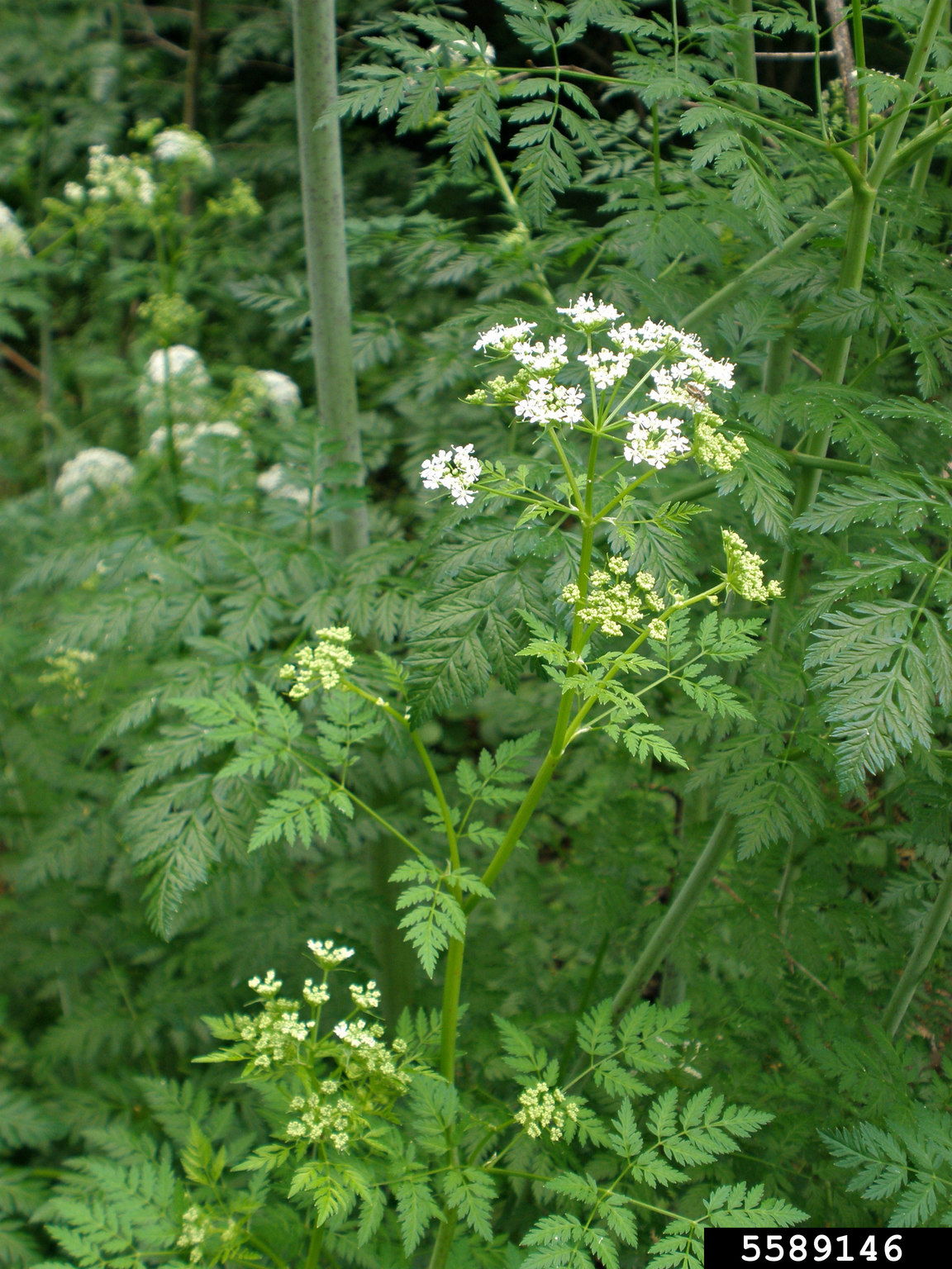 poison hemlock (Conium maculatum L.)