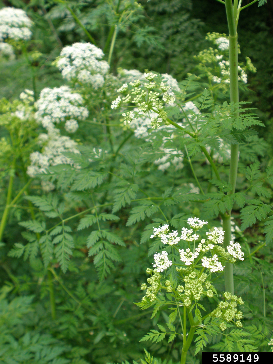 poison hemlock (Conium maculatum L.)