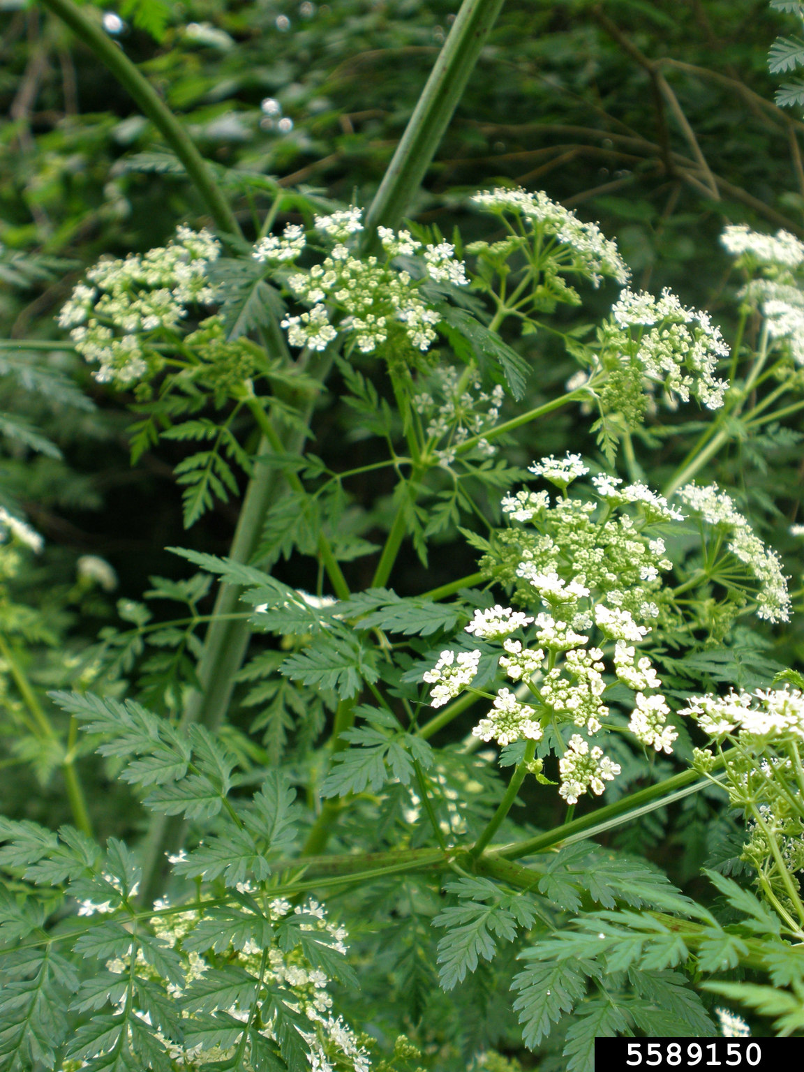 poison hemlock (Conium maculatum L.)